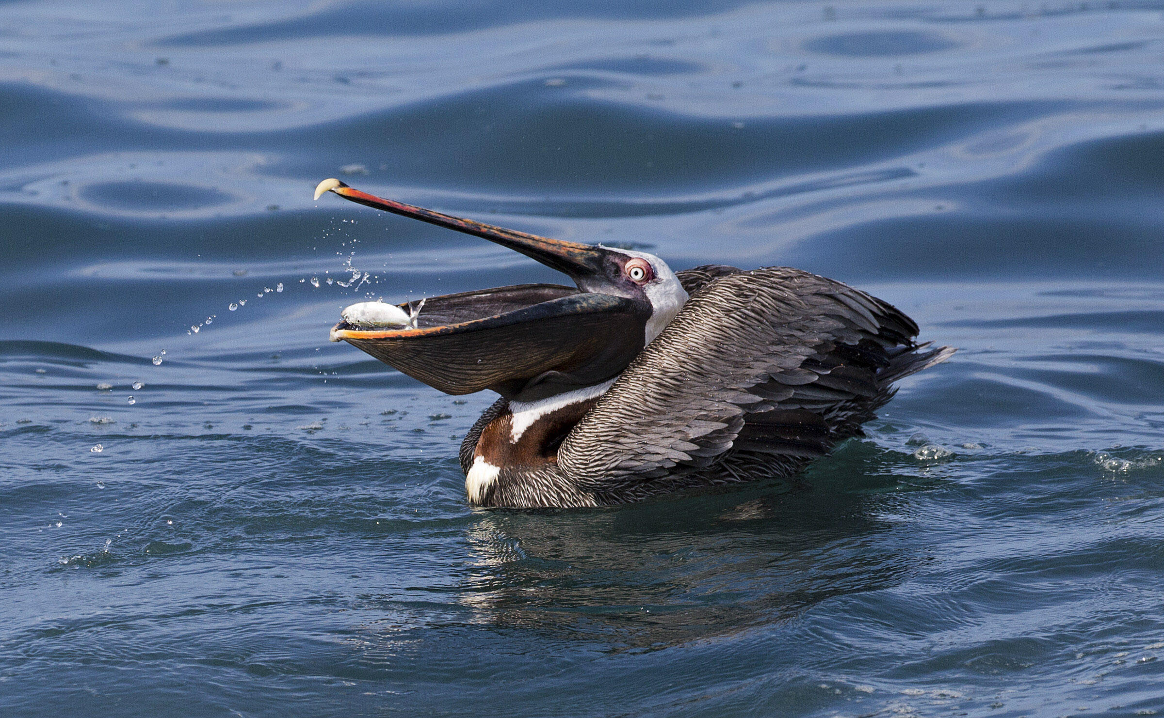 Pelícano Café | Guía de Aves