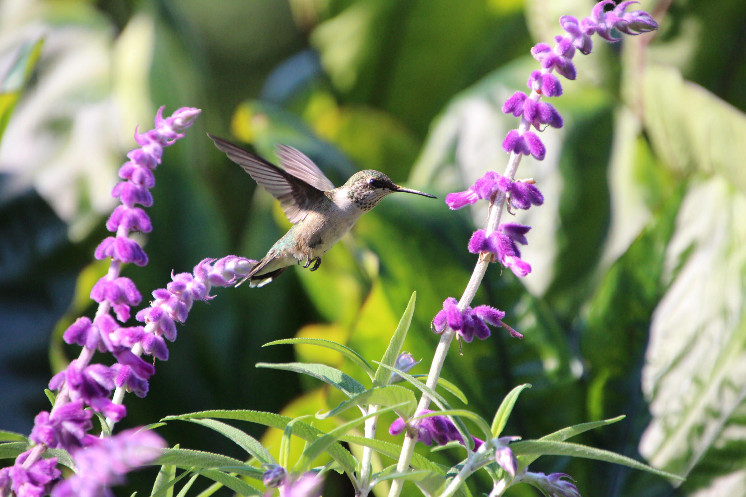 Colibrí Garganta Rubí | Guía de Aves