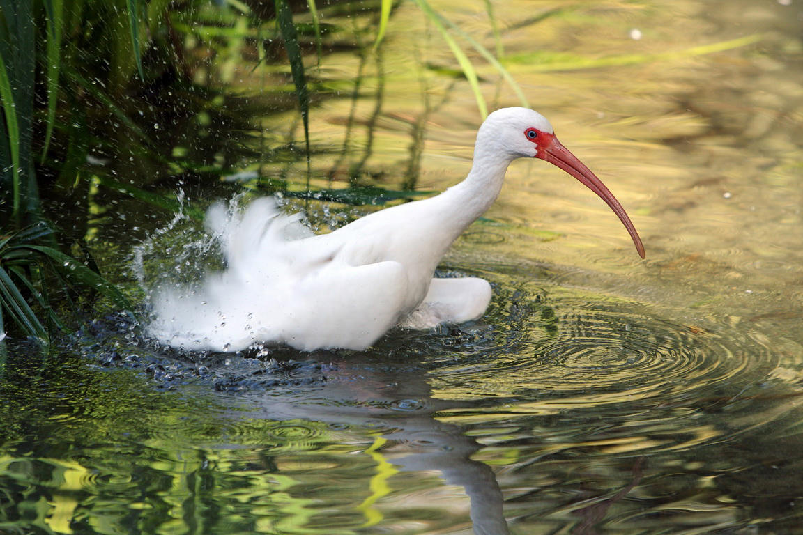 White Ibis | Audubon Field Guide