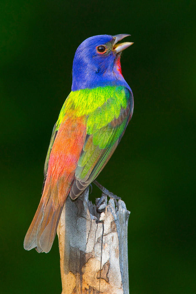 Colorín Sietecolores | Guía de Aves