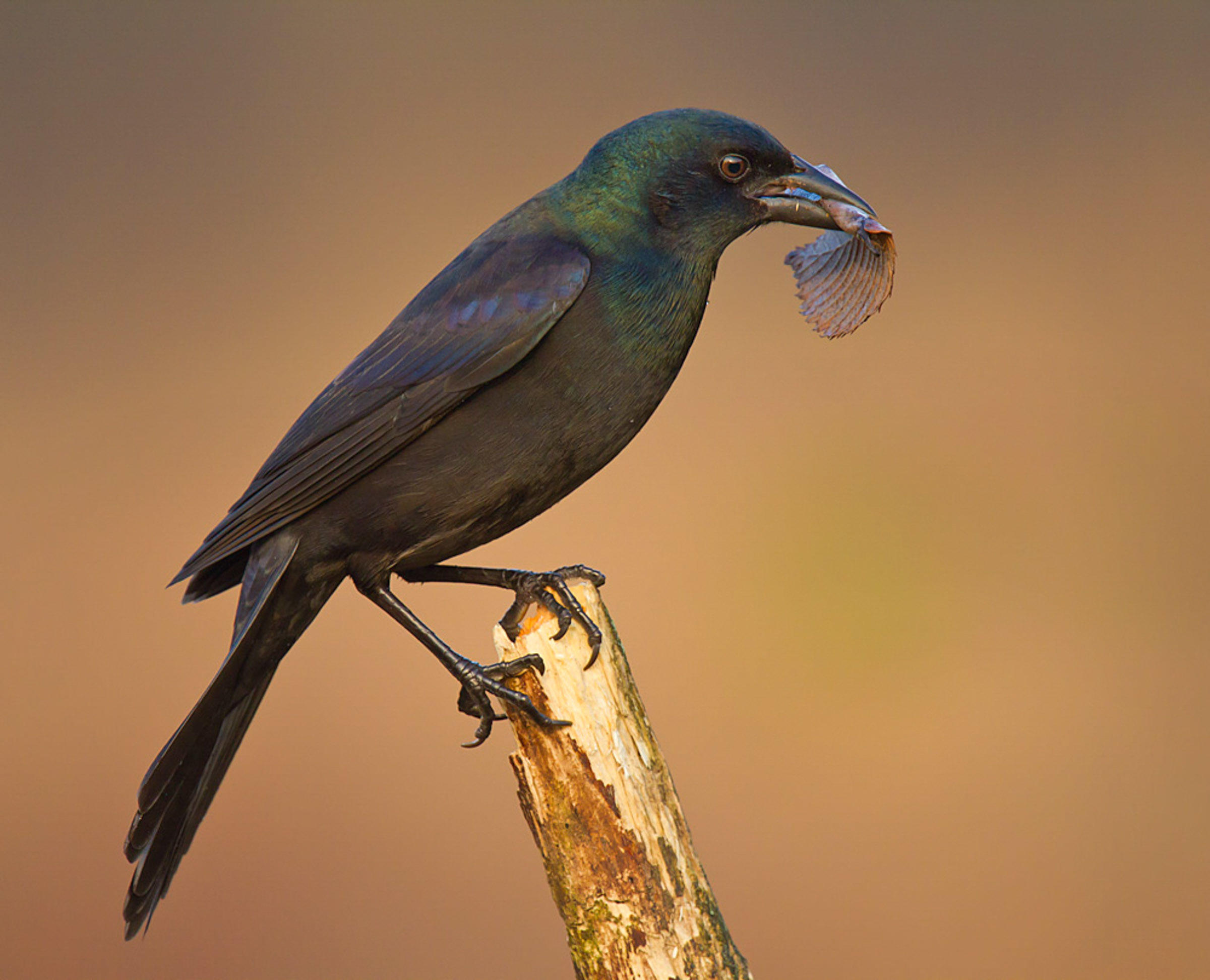 Common Grackle | Audubon Field Guide