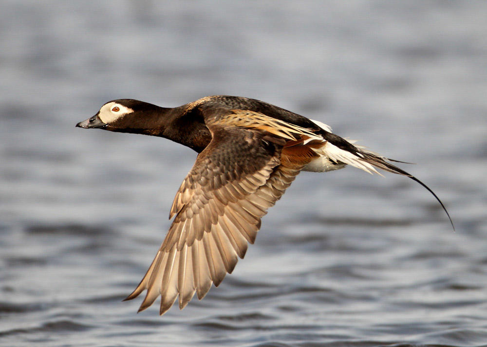 Pato Cola Larga | Guía de Aves