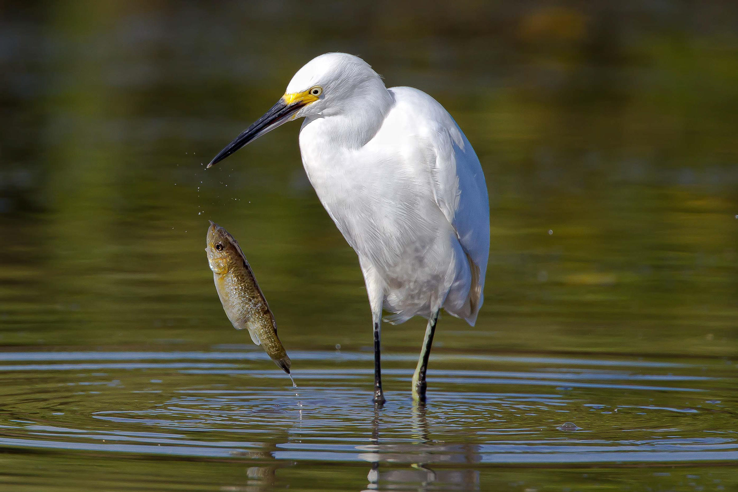 Garza Dedos Dorados | Guía de Aves
