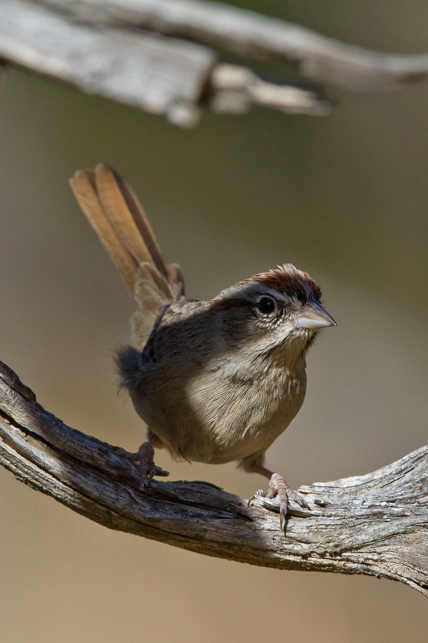 Gorrión Coronirrufo | Guía de Aves