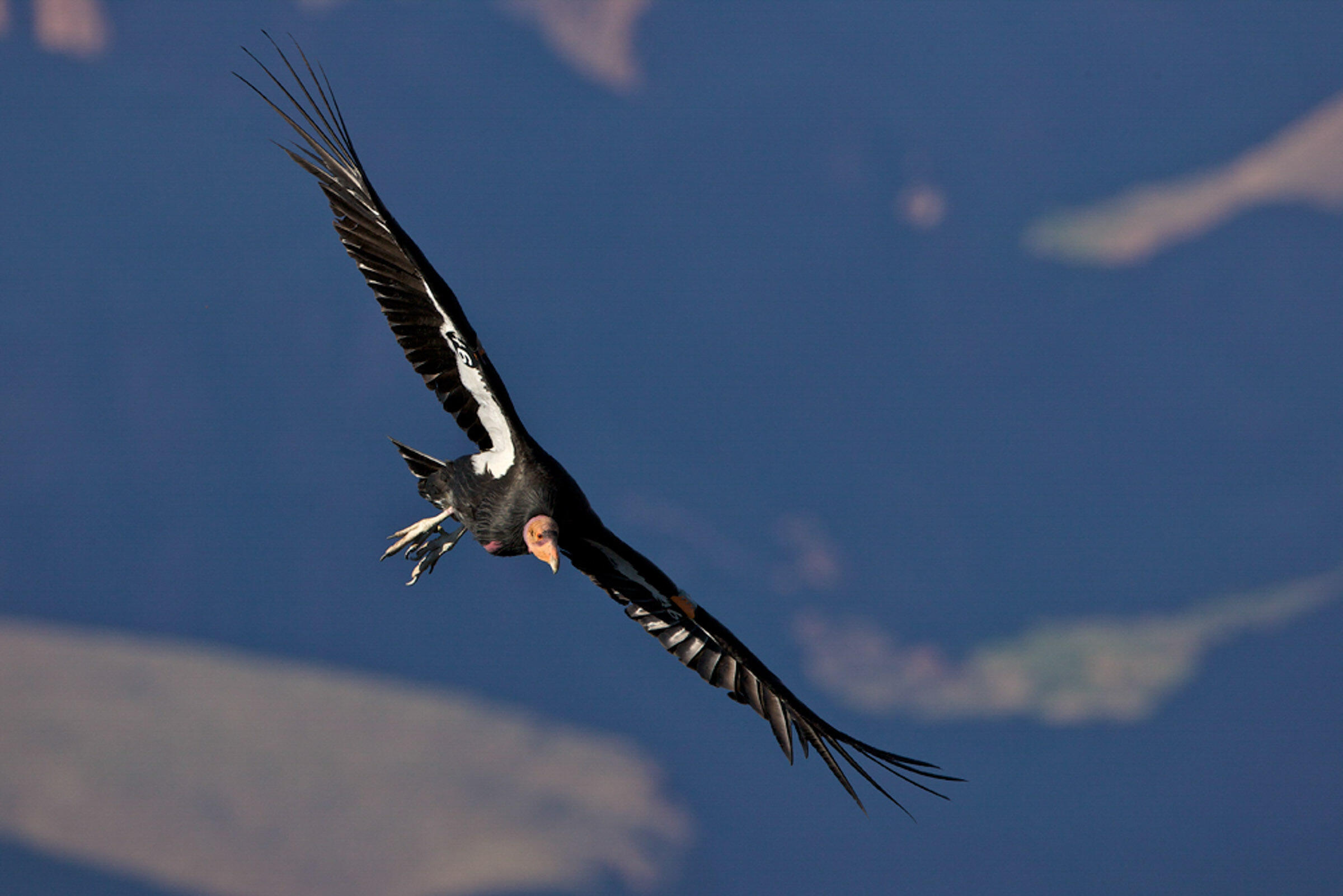 Cóndor Californiano | Guía de Aves