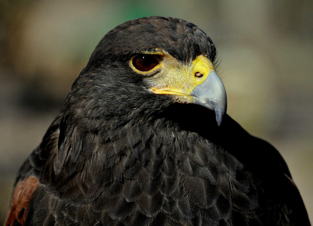 Harris's Hawk | Audubon Field Guide