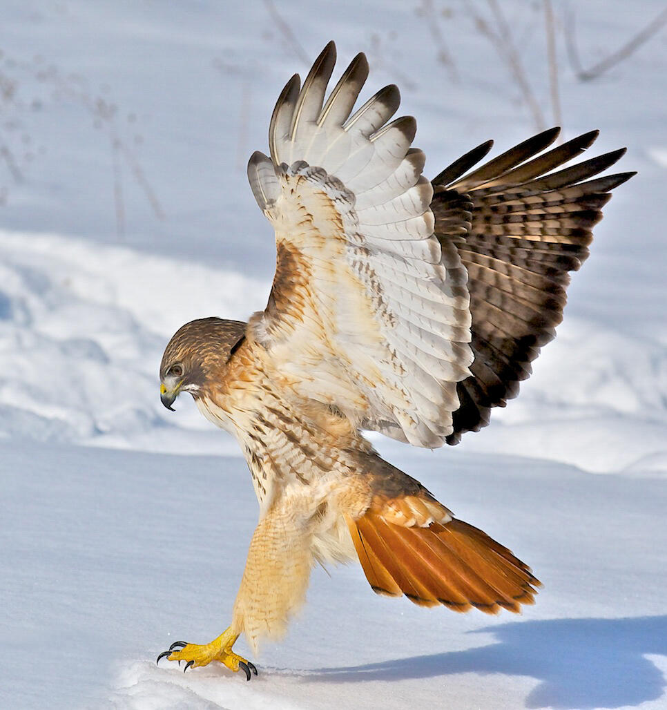 Red-tailed Hawk | Audubon Field Guide