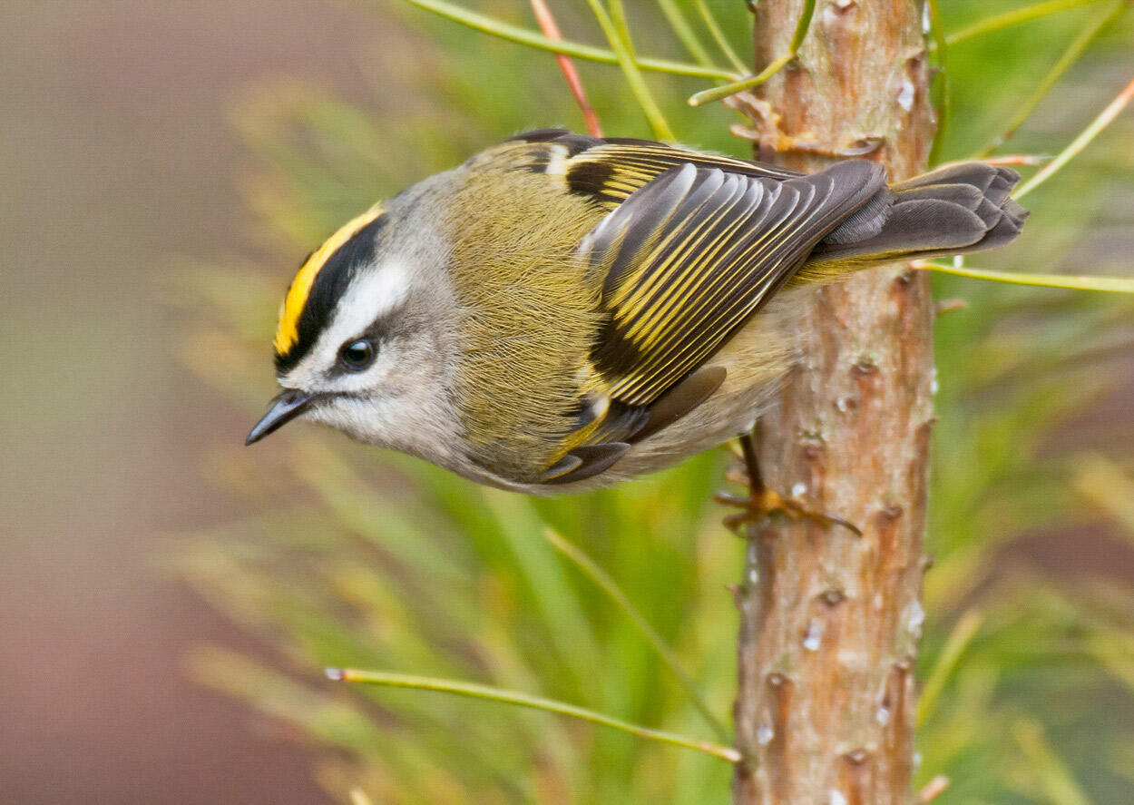 Golden-crowned Kinglet | Audubon Field Guide