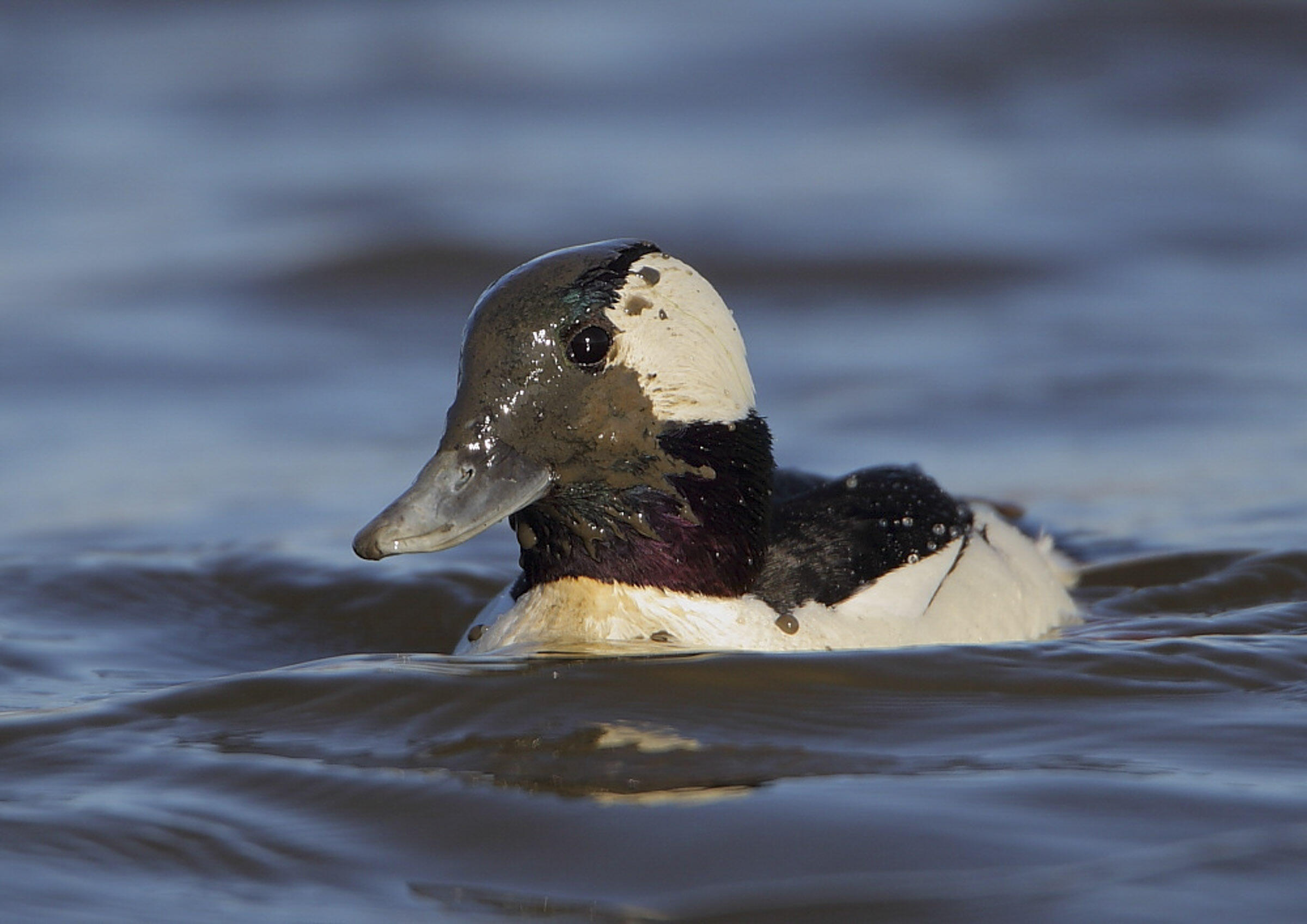 Bufflehead | Audubon Field Guide