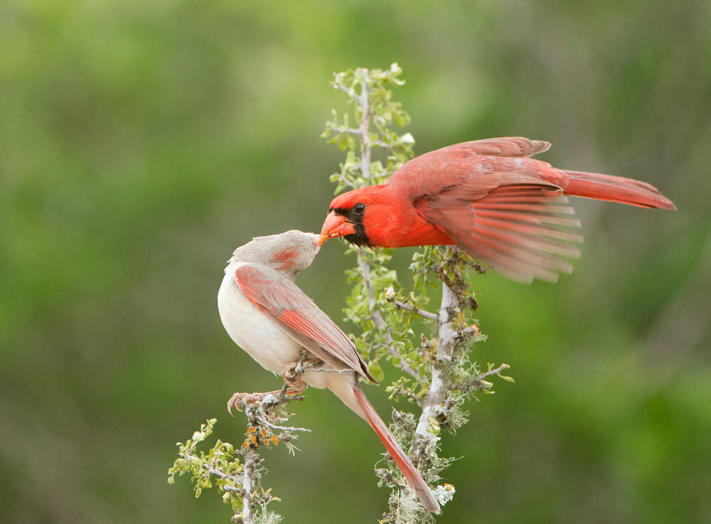 Cardenal Rojo | Guía de Aves