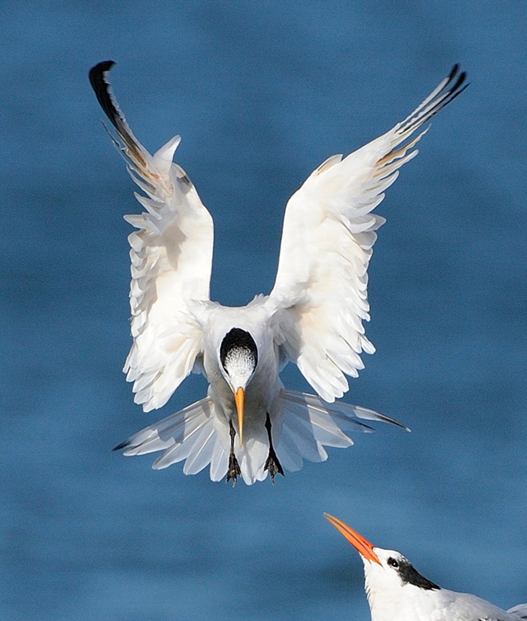 Charrán Elegante | Guía de Aves