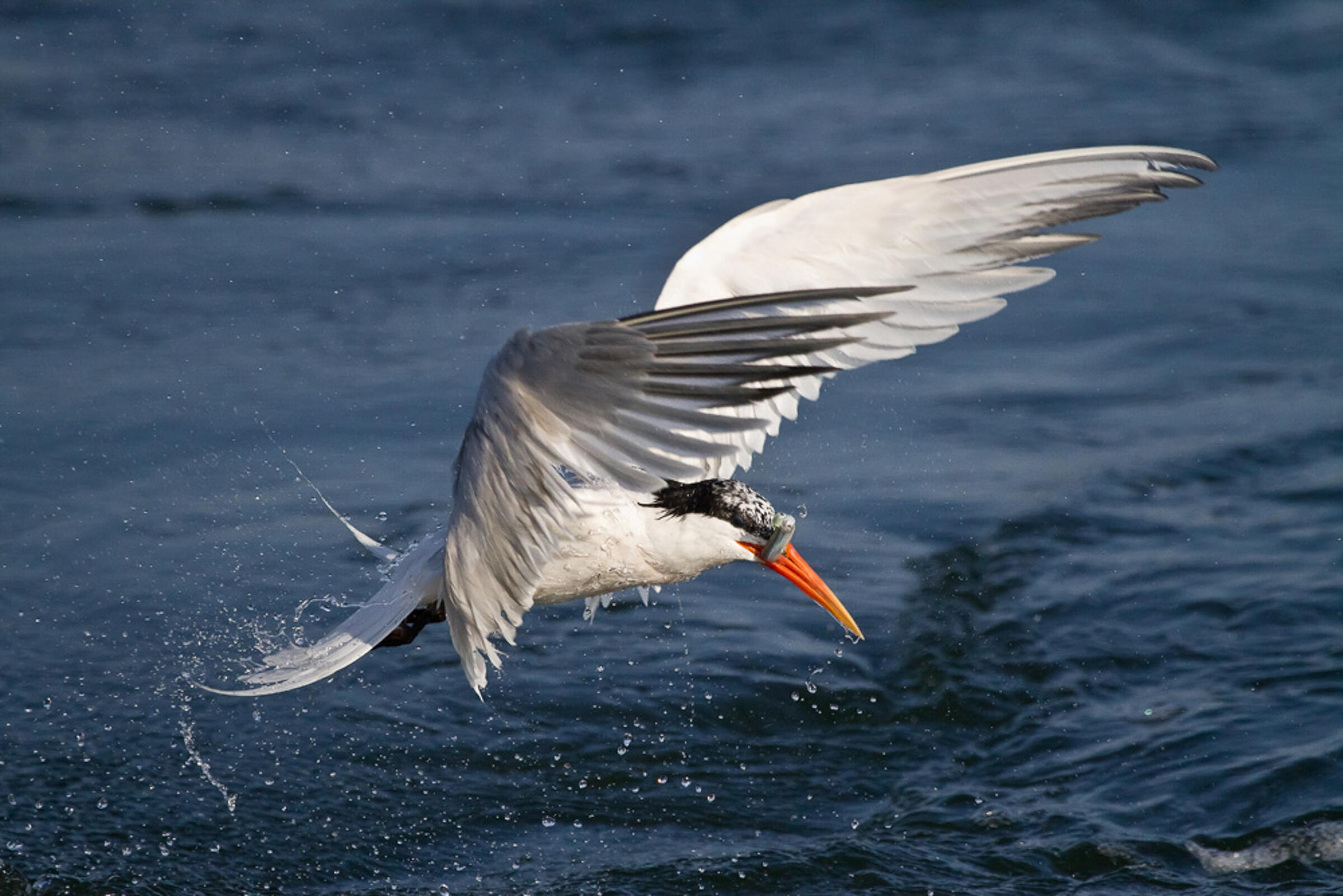 Charrán Elegante | Guía de Aves