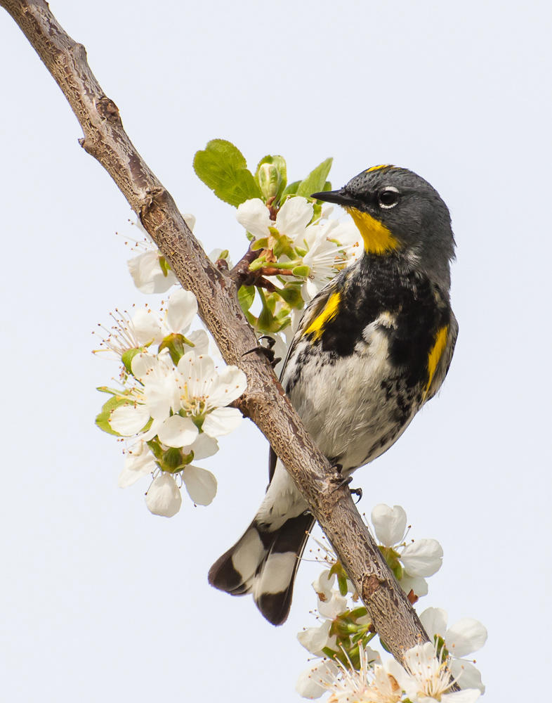 Yellow Warbler Audubon Field Guide