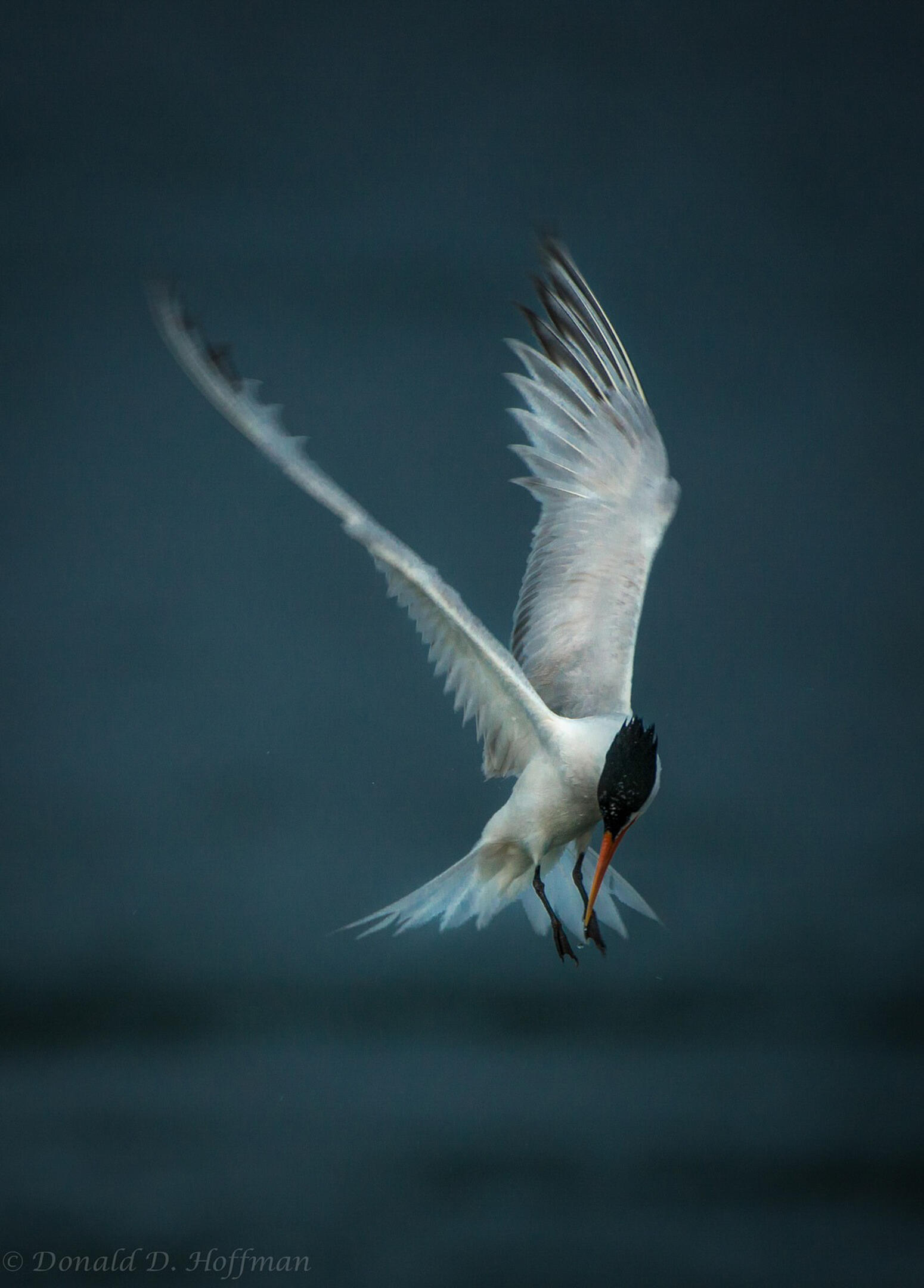 Charrán Elegante | Guía de Aves