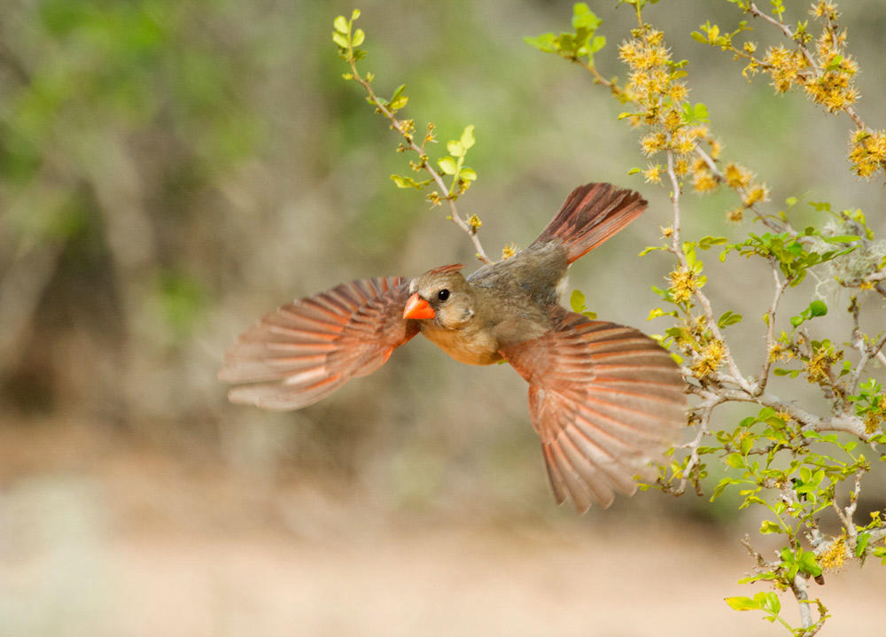 Cardenal Rojo | Guía de Aves