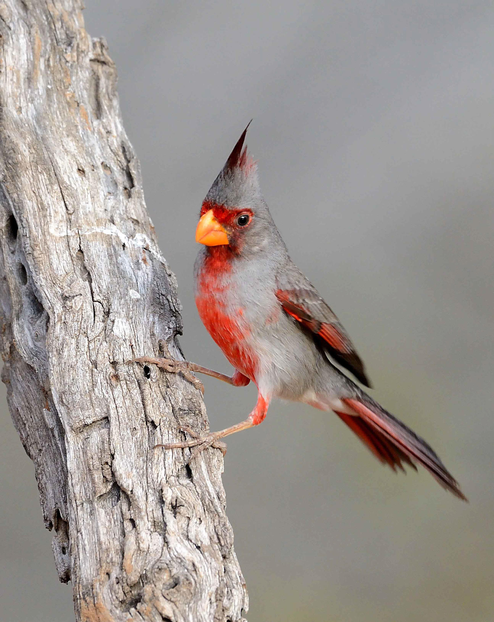 Pyrrhuloxia | Audubon Field Guide