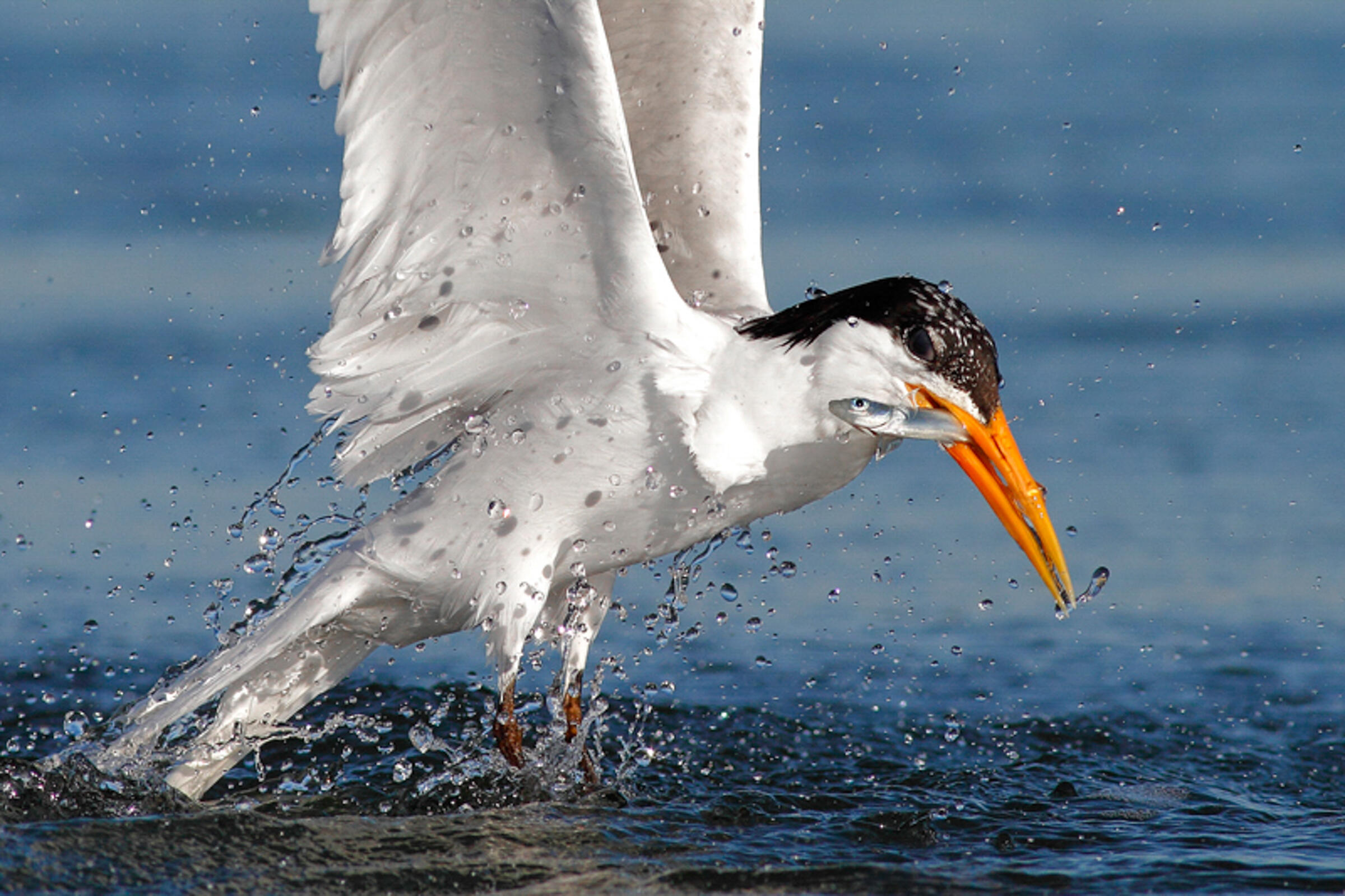 Charrán Elegante | Guía de Aves