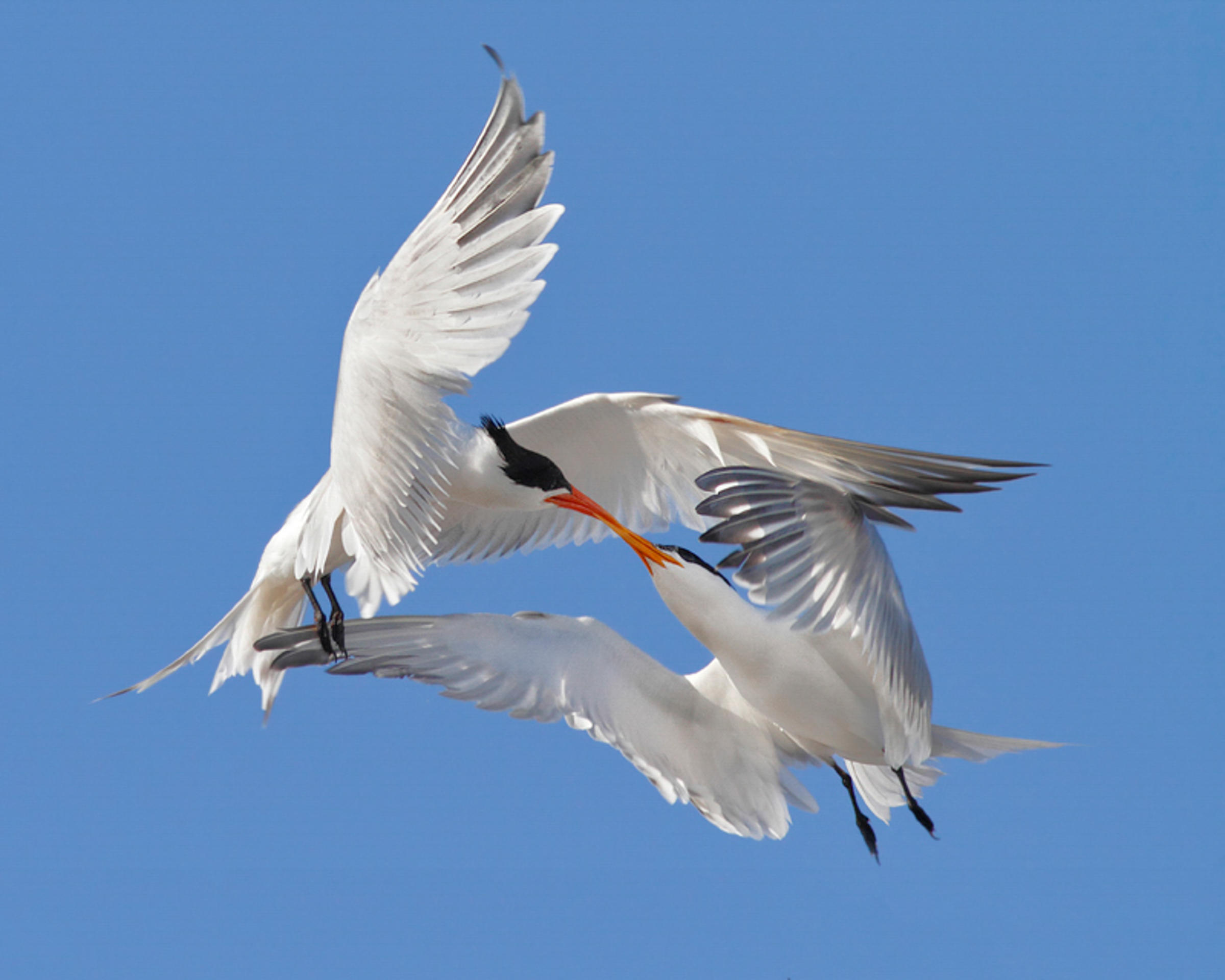 Charrán Elegante | Guía de Aves