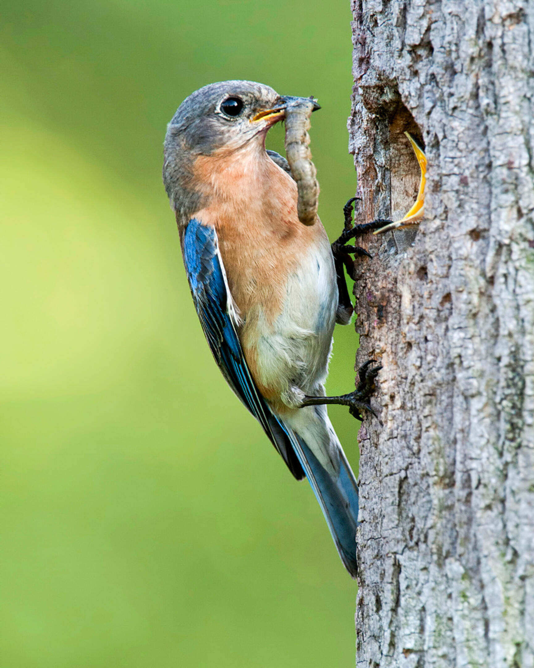 Eastern Bluebird | Audubon Field Guide