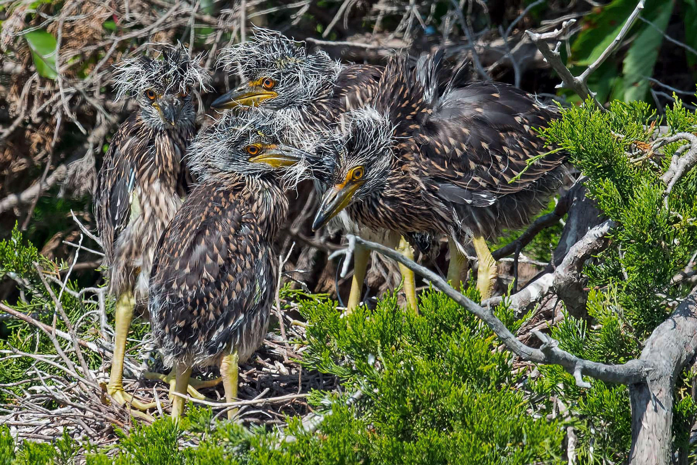 Garza Nocturna Corona Negra | Guía de Aves