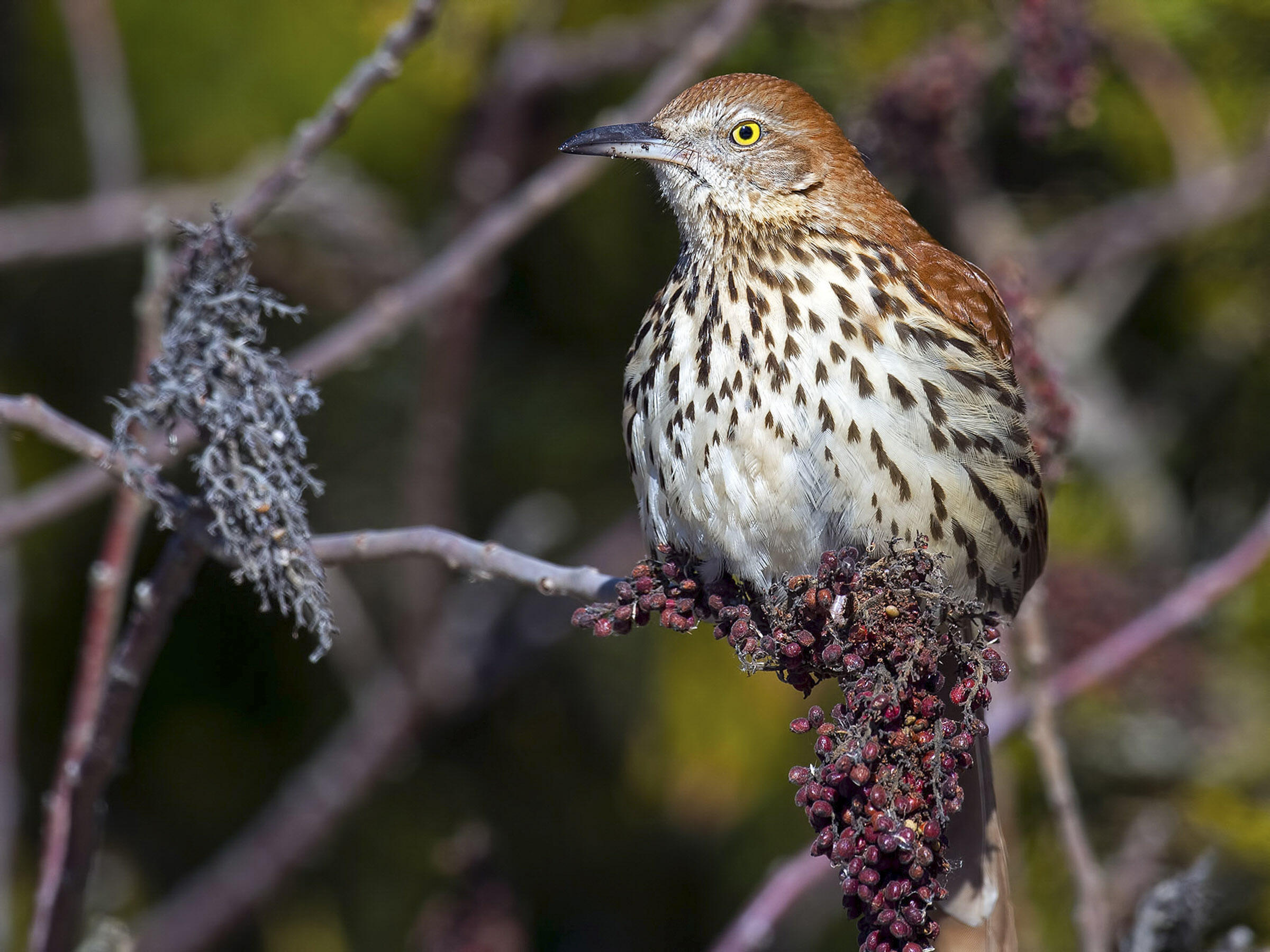 Brown Thrasher | Audubon Field Guide