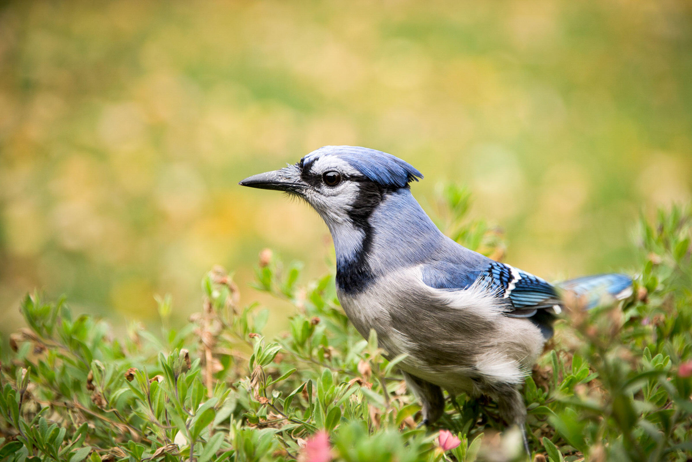 Blue Jay | Audubon Field Guide