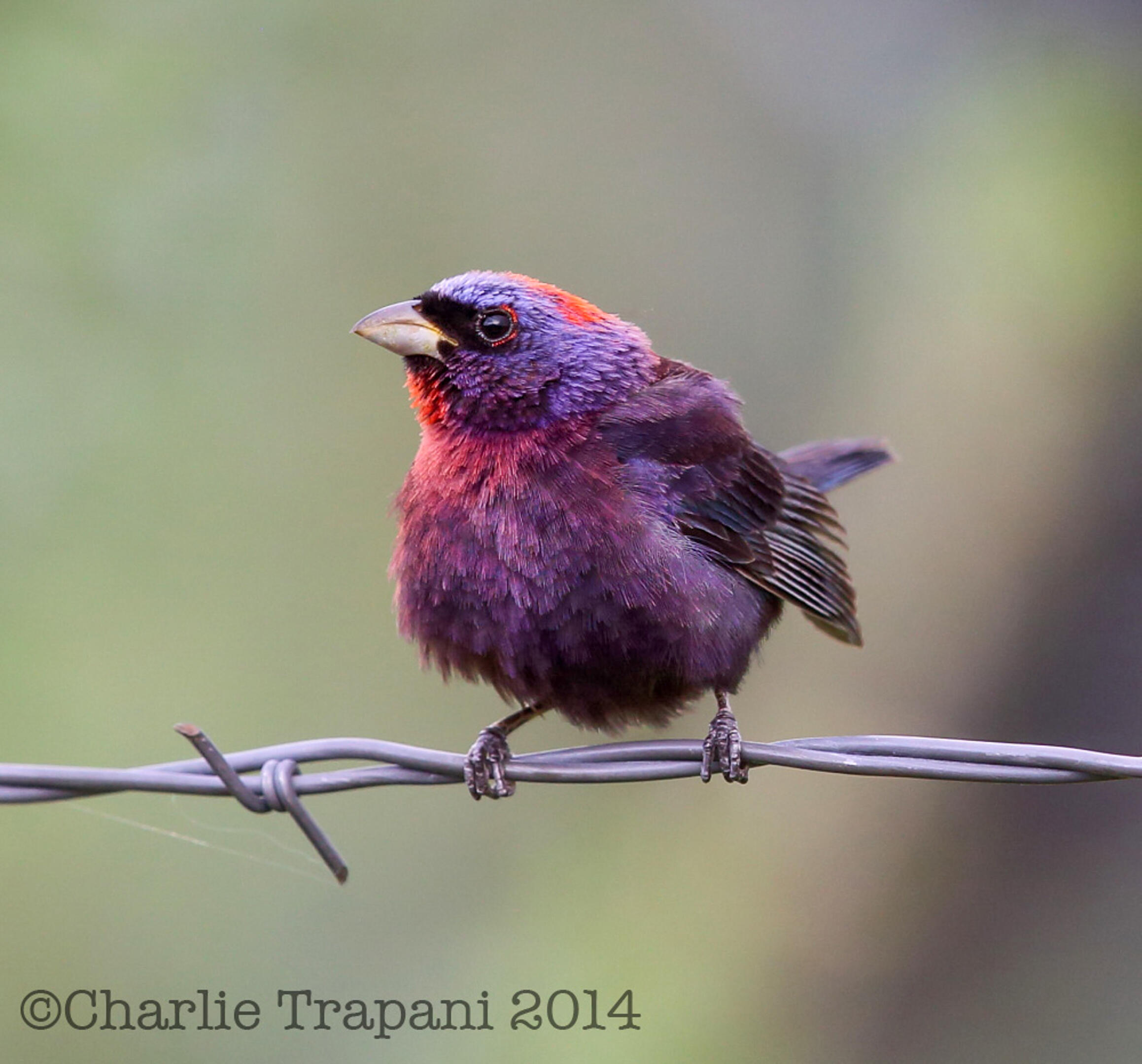 Colorín Morado | Guía de Aves