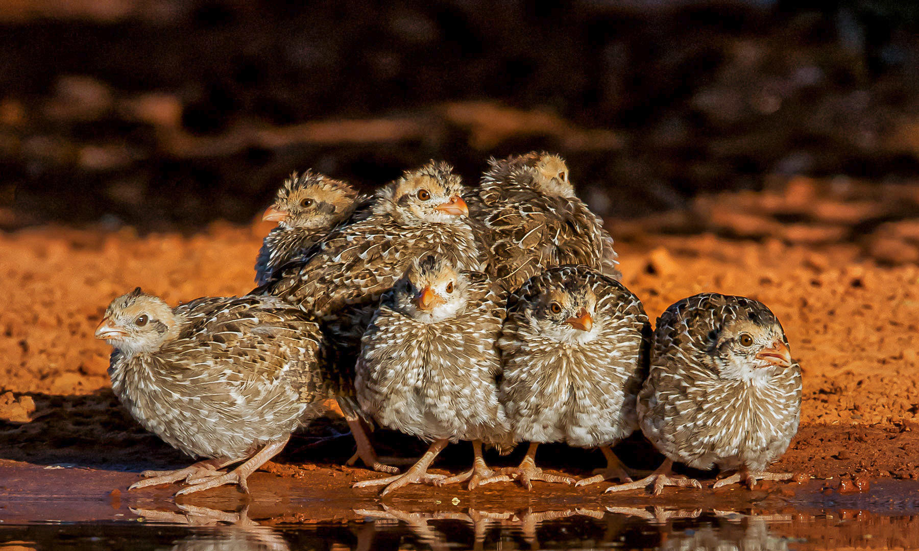 Codorniz Cotuí | Guía de Aves