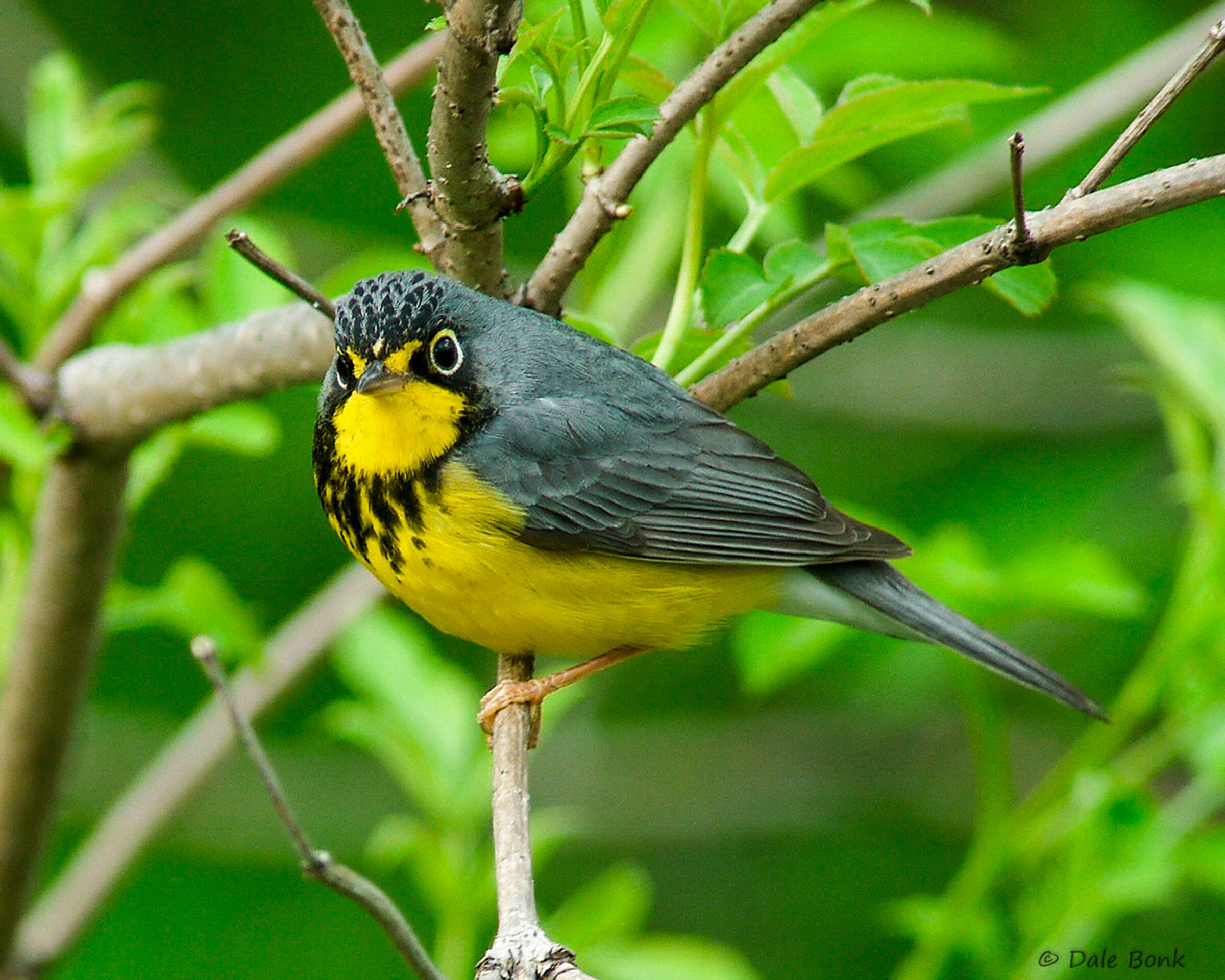 Canada Warbler | Audubon Field Guide