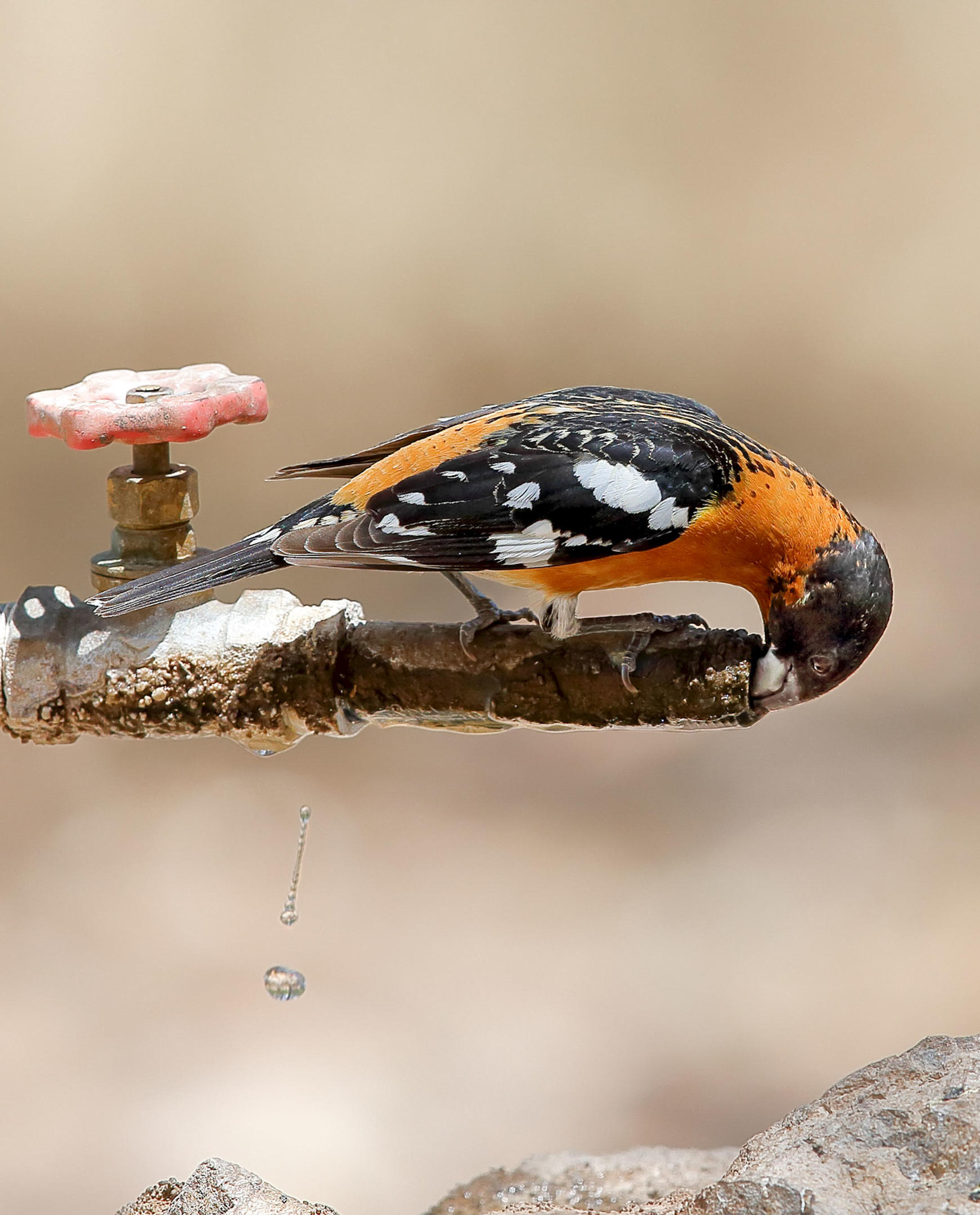 Picogordo Tigrillo | Guía de Aves