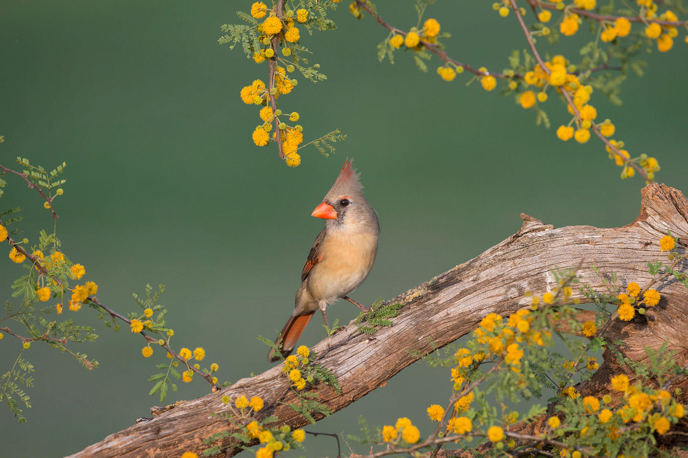 Cardenal Rojo | Guía de Aves