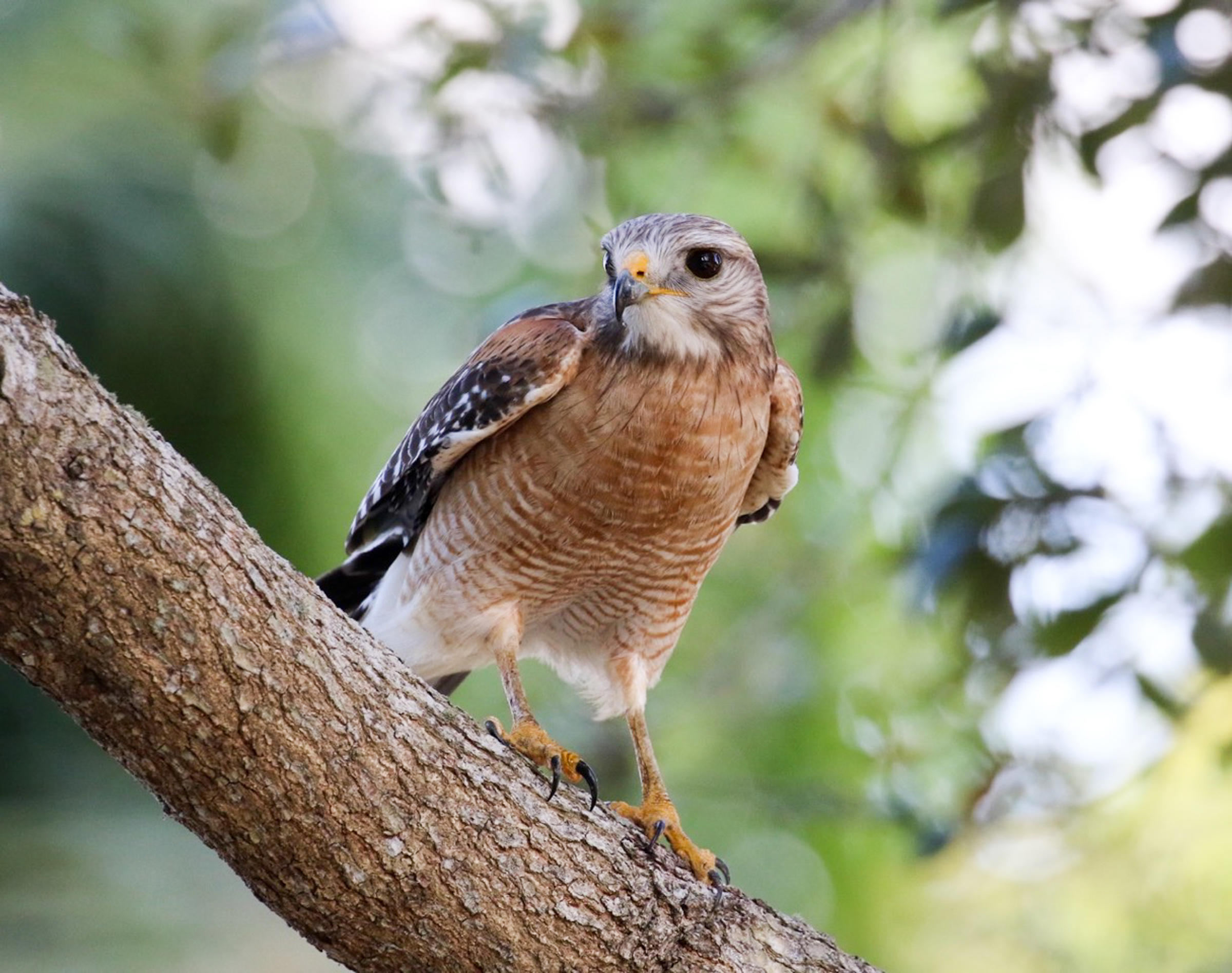 Aguililla Pecho Rojo | Guía de Aves