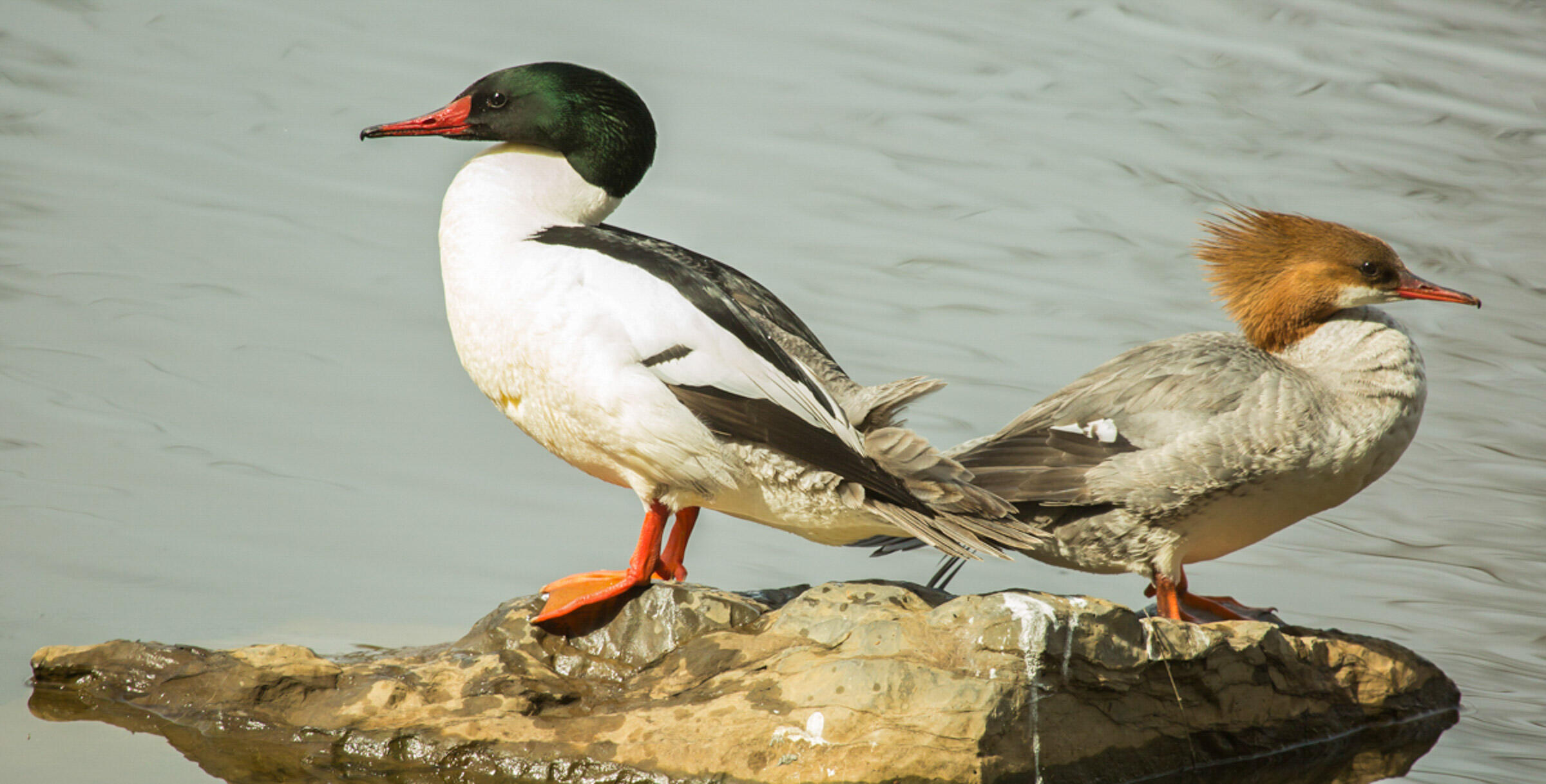 Common Merganser | Audubon Field Guide