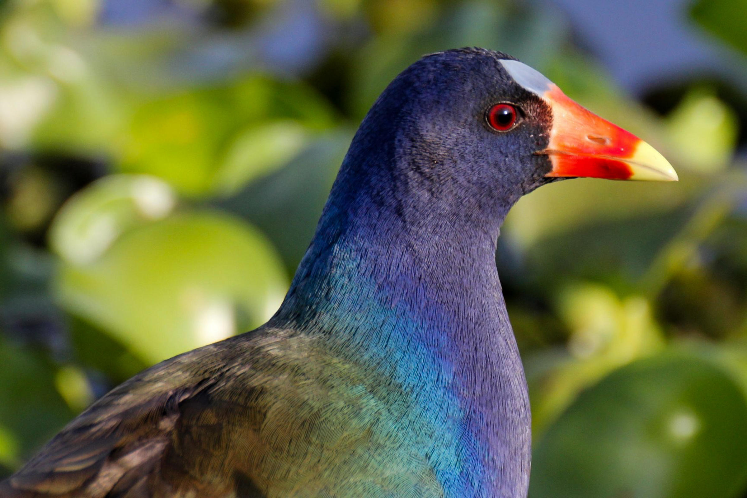 Gallineta Morada | Guía de Aves