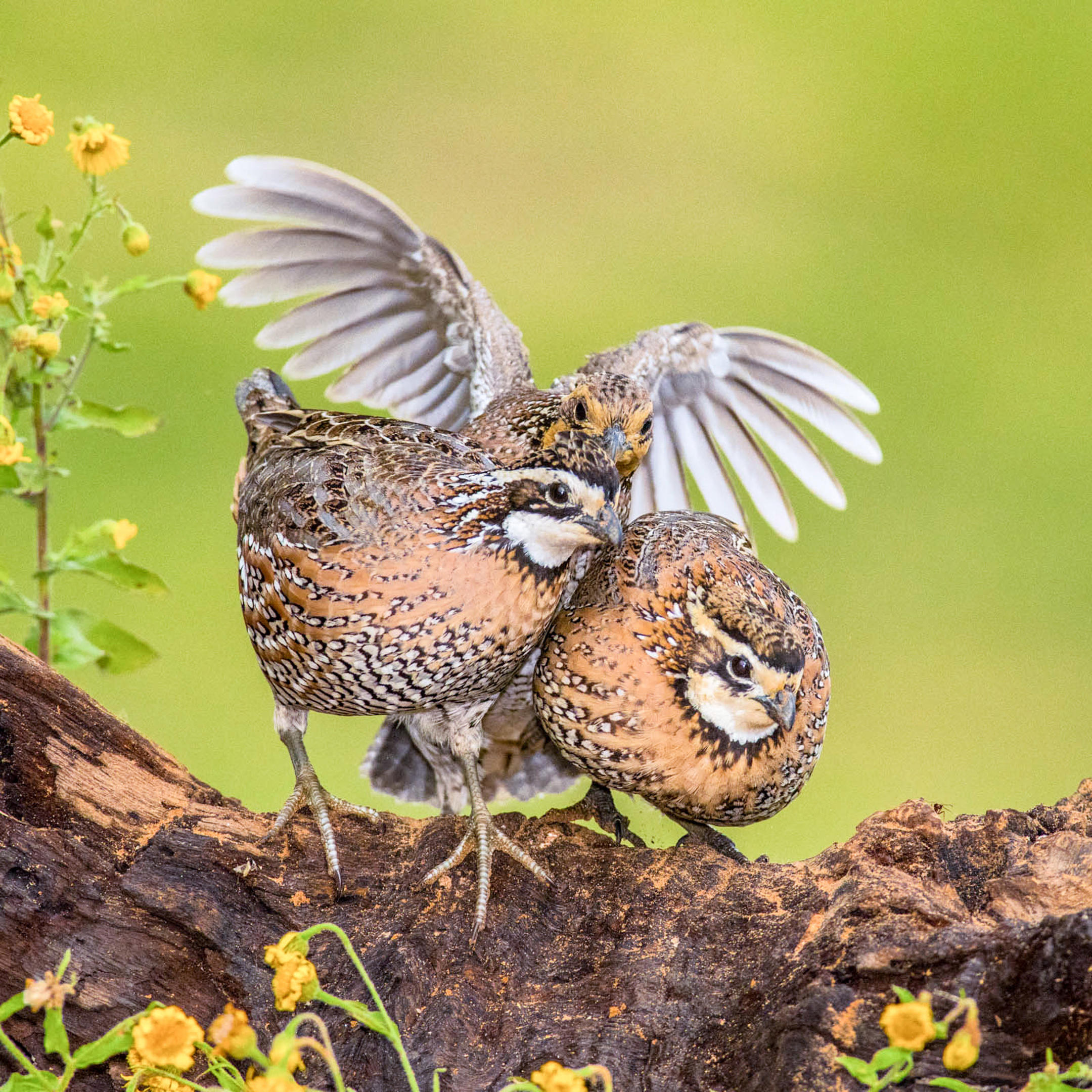 Codorniz Cotuí | Guía de Aves