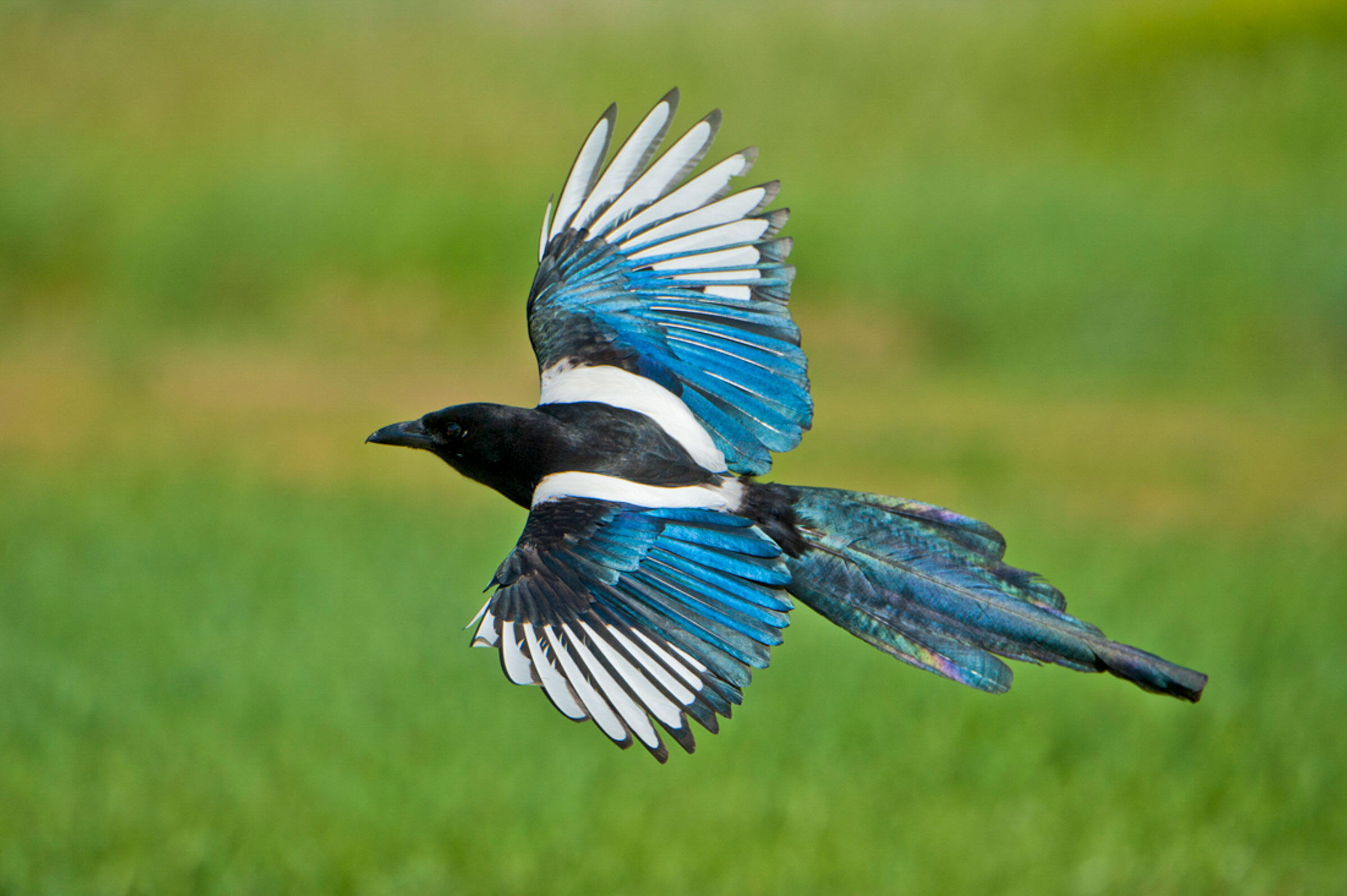 Black billed Magpie Audubon Field Guide Black billed Magpie Audubon Field Guide