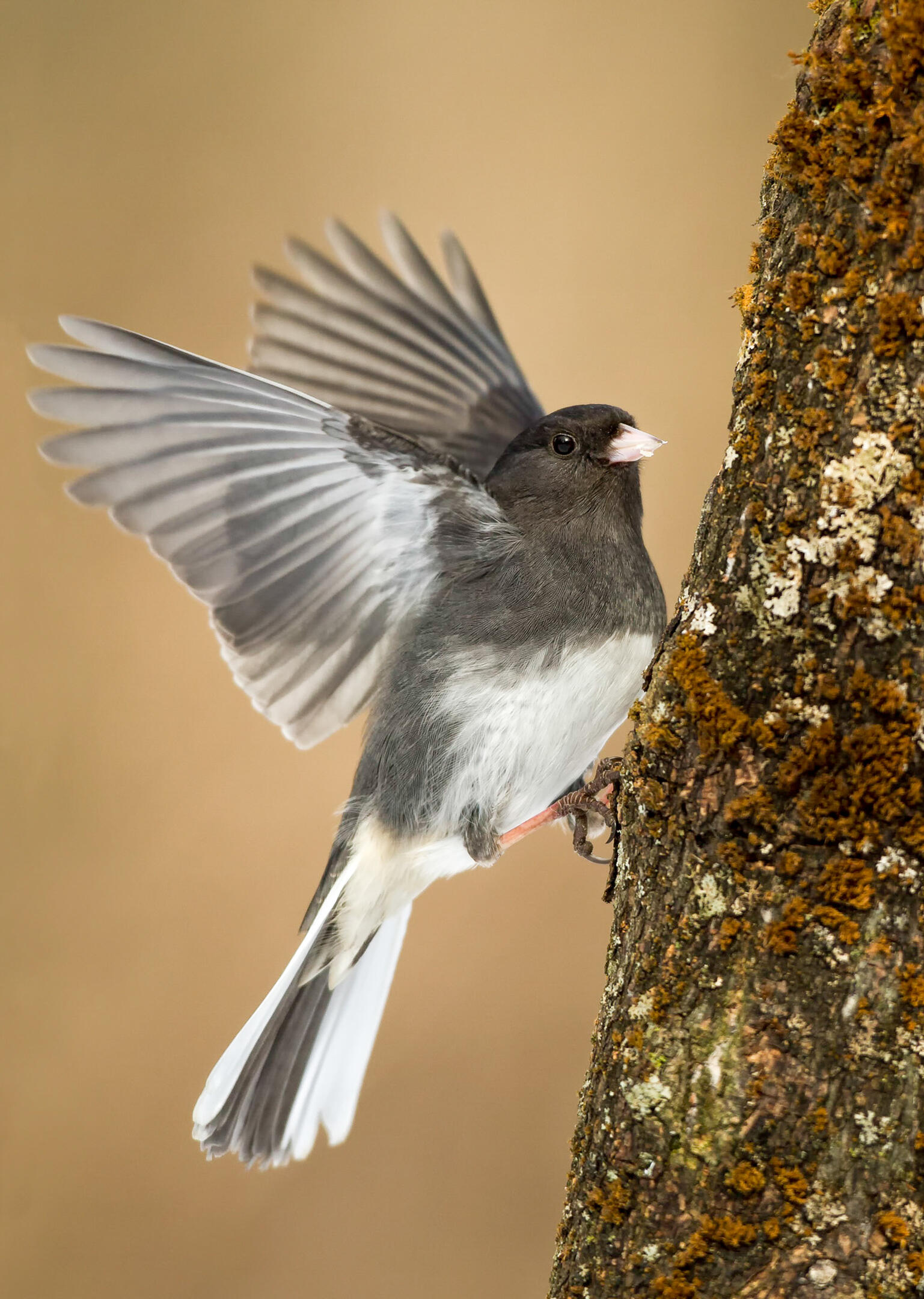 Dark-eyed Junco | Audubon Field Guide