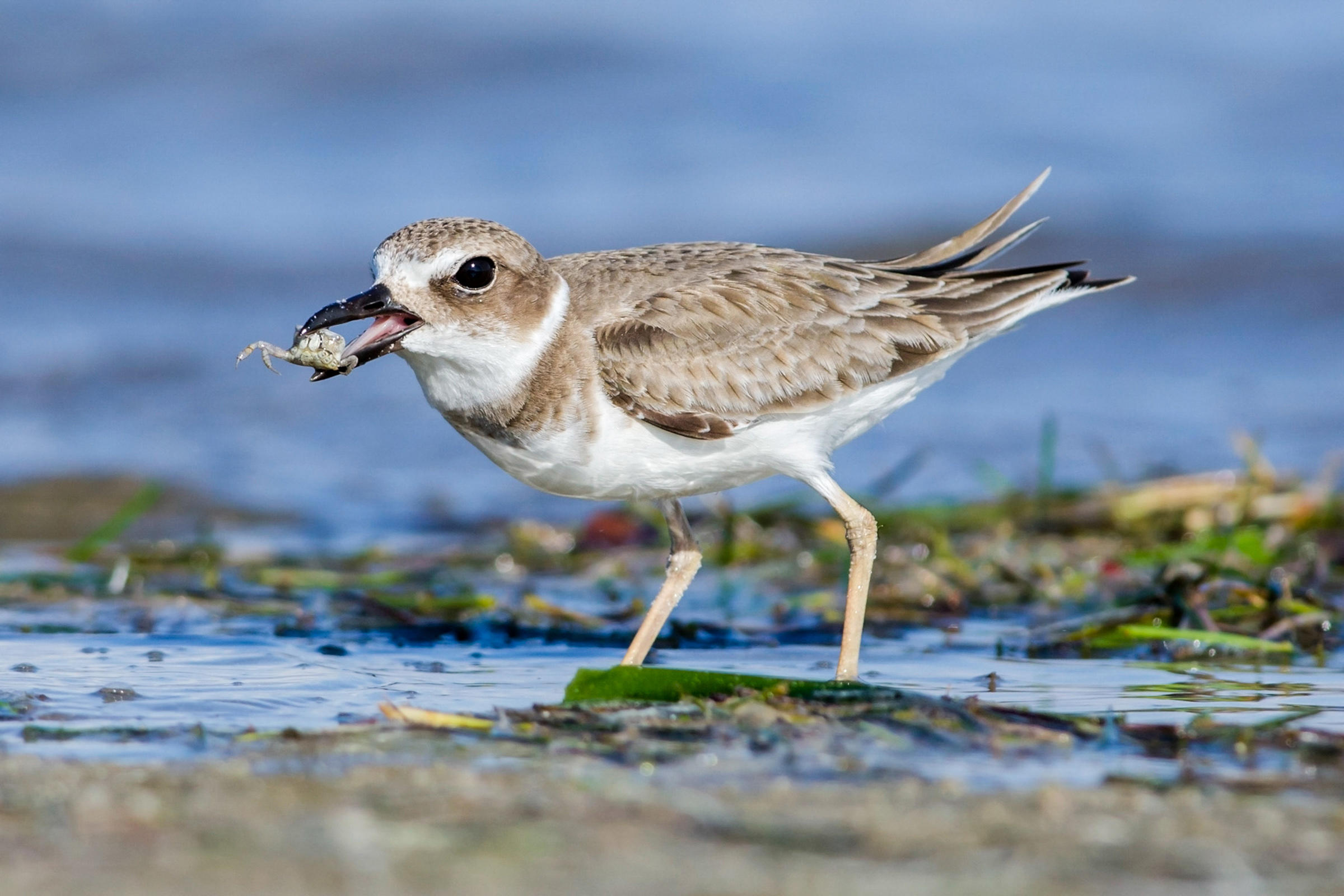 Wilson's Plover | Audubon Field Guide
