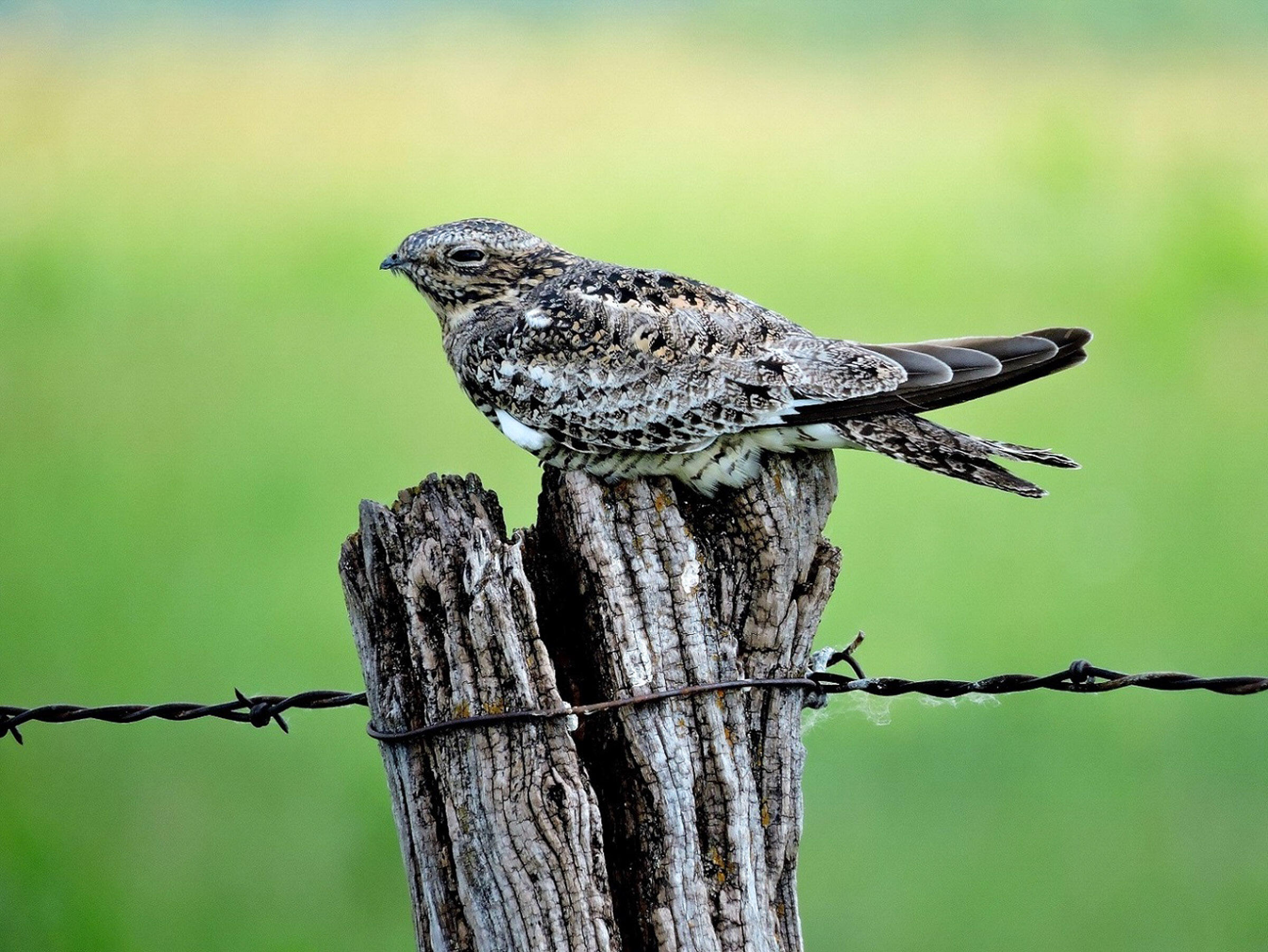 Common Nighthawk | Audubon Field Guide