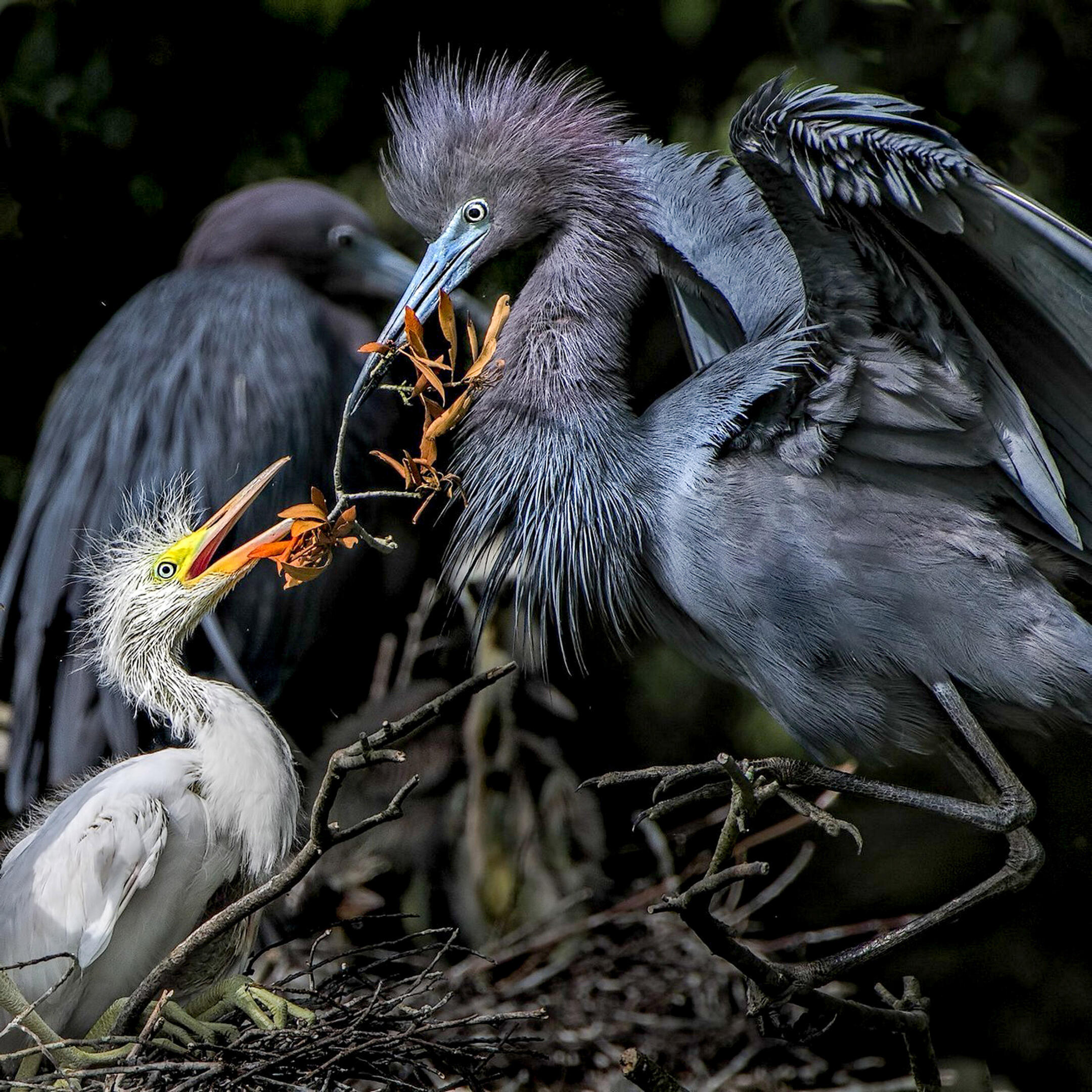 Garza Azul | Guía de Aves