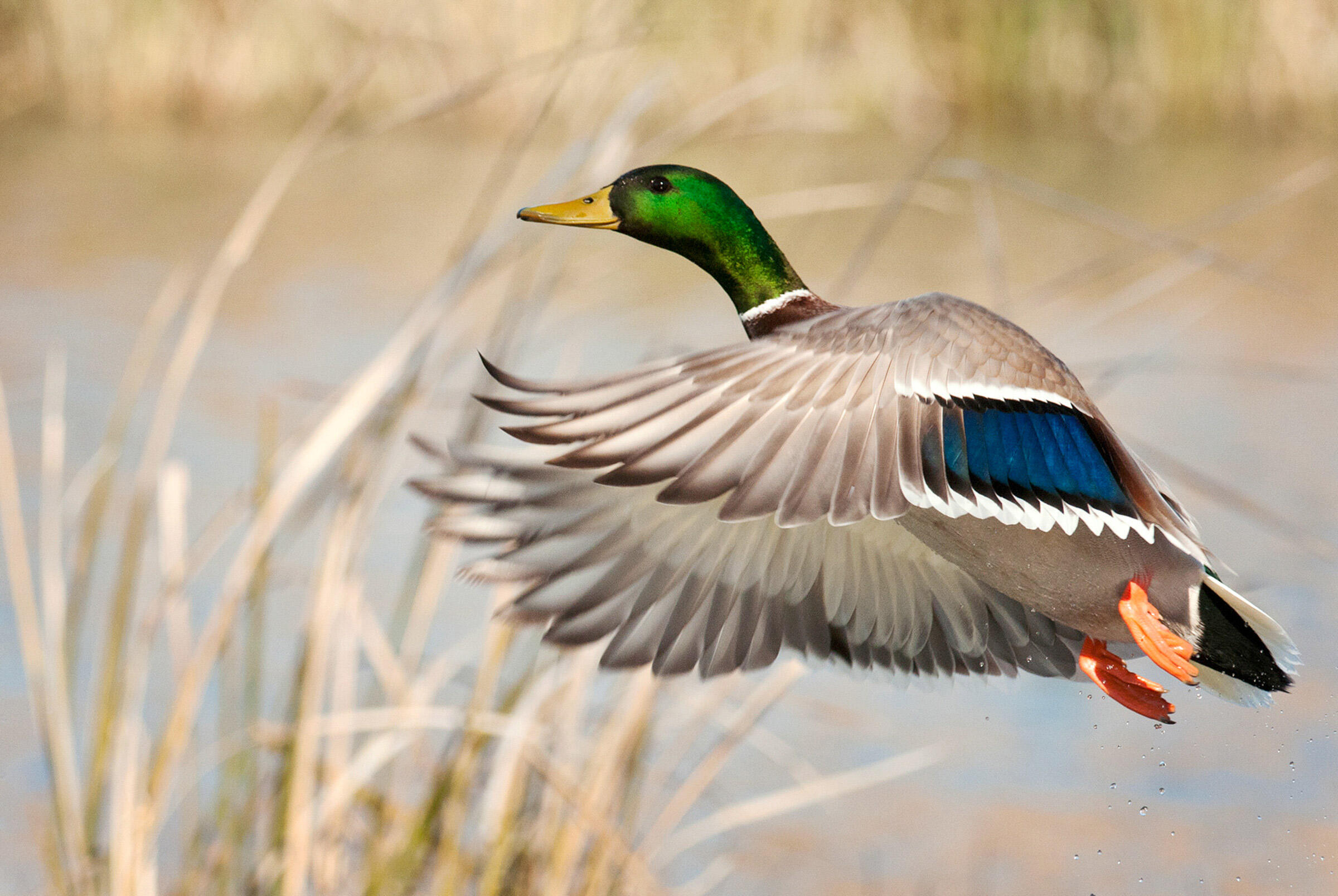 Pato de Collar | Guía de Aves