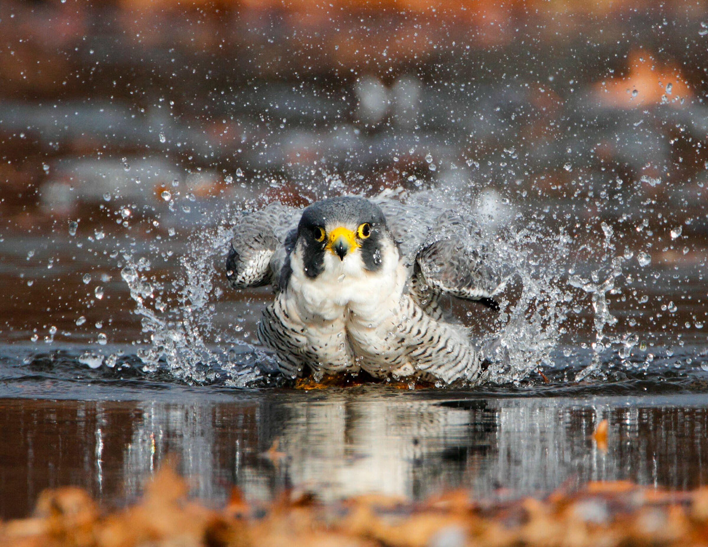 Halcón Peregrino | Guía de Aves