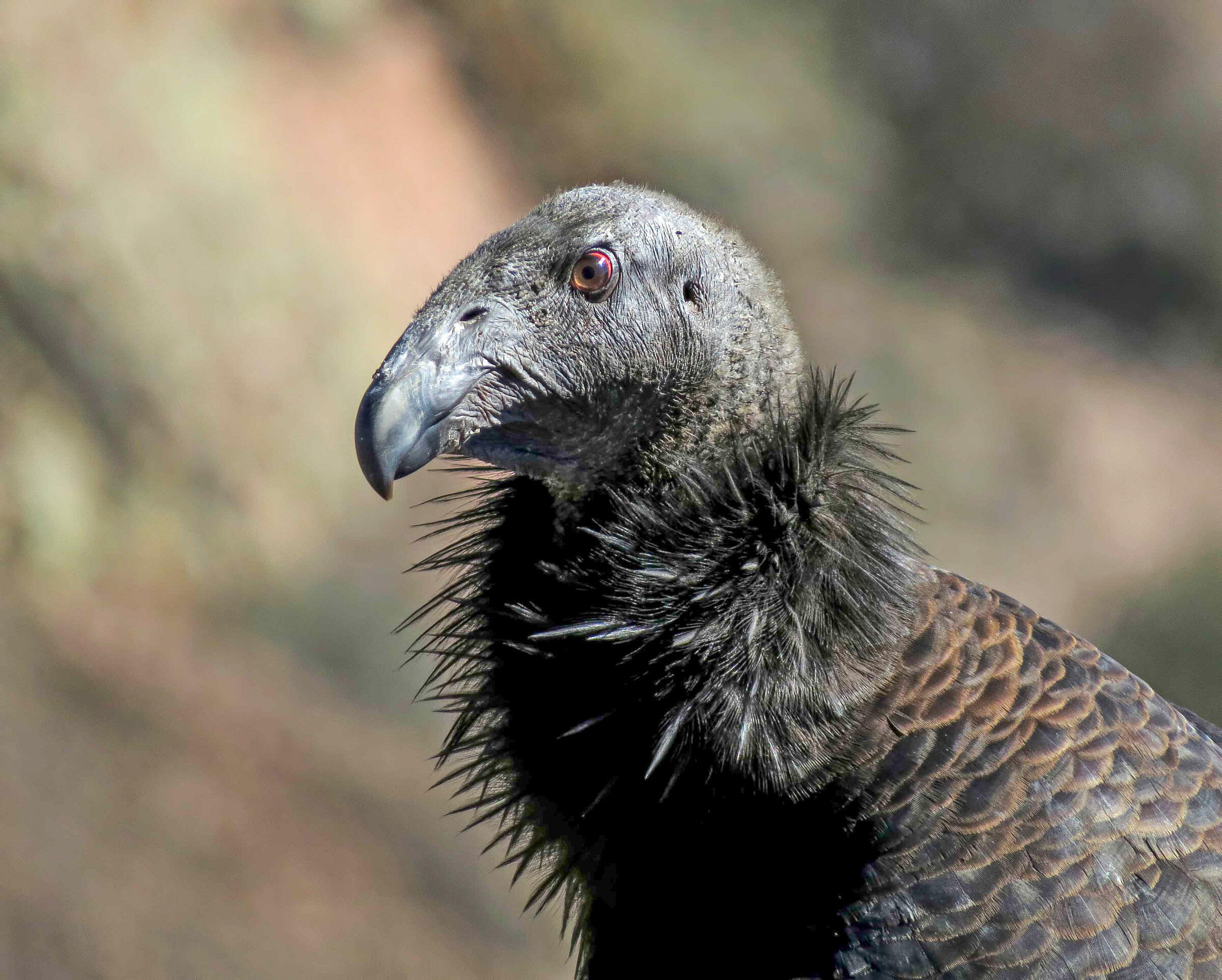 Cóndor Californiano | Guía de Aves