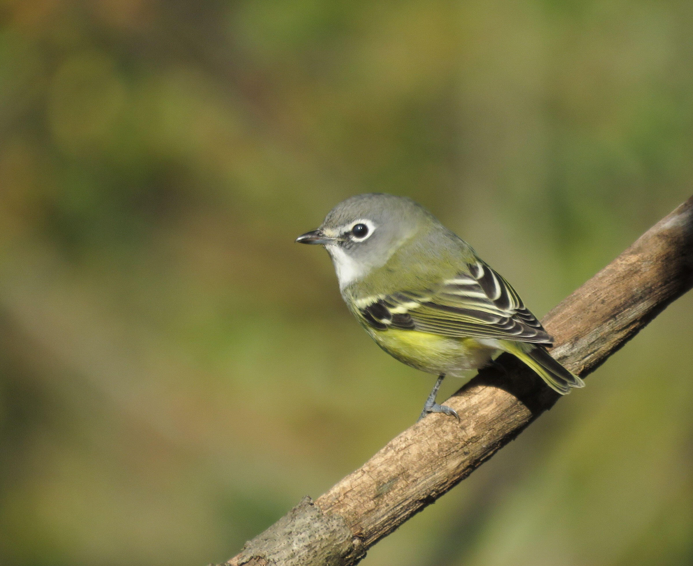 Blue-headed Vireo | Audubon Field Guide