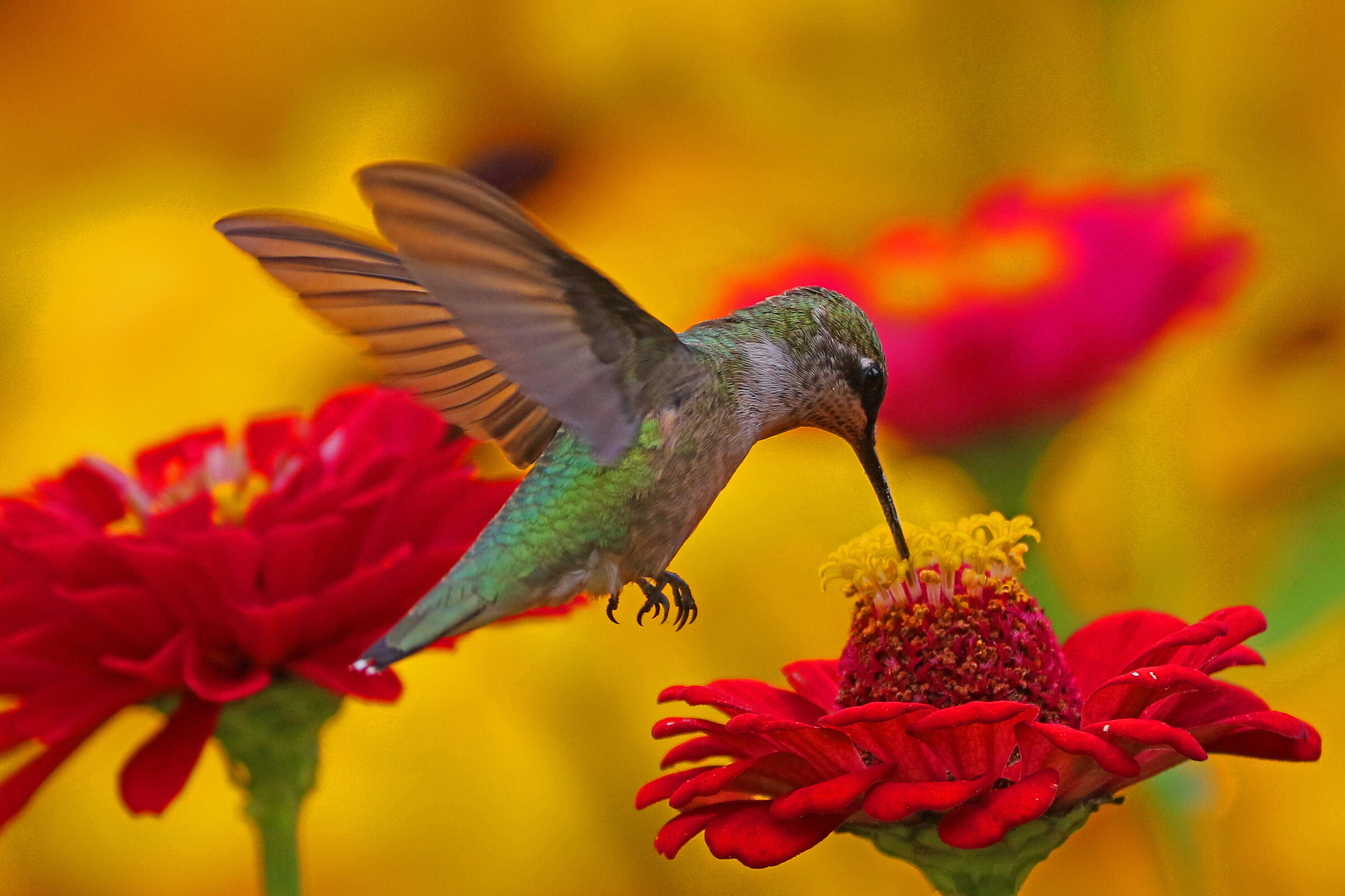 Colibrí Garganta Rubí | Guía de Aves