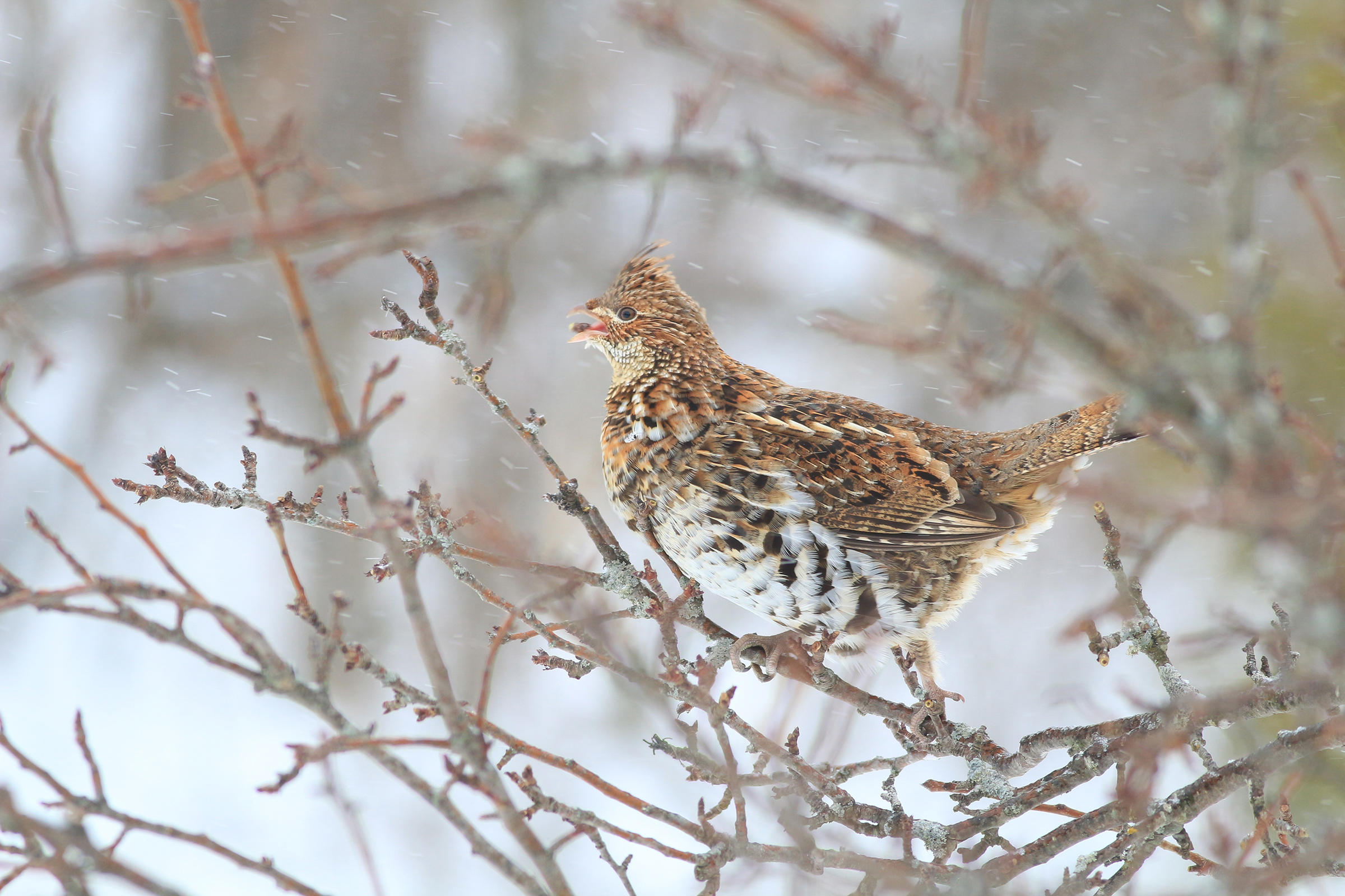 Ruffed Grouse | Audubon Field Guide