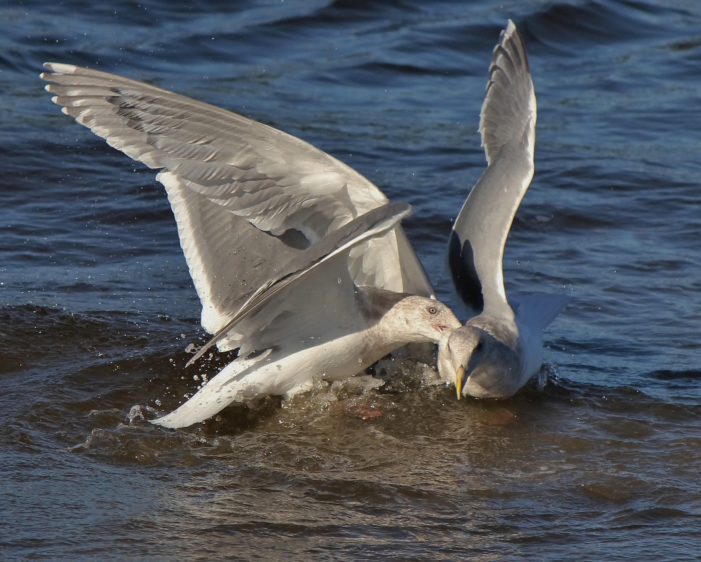 Gaviota Alas Blancas | Guía de Aves