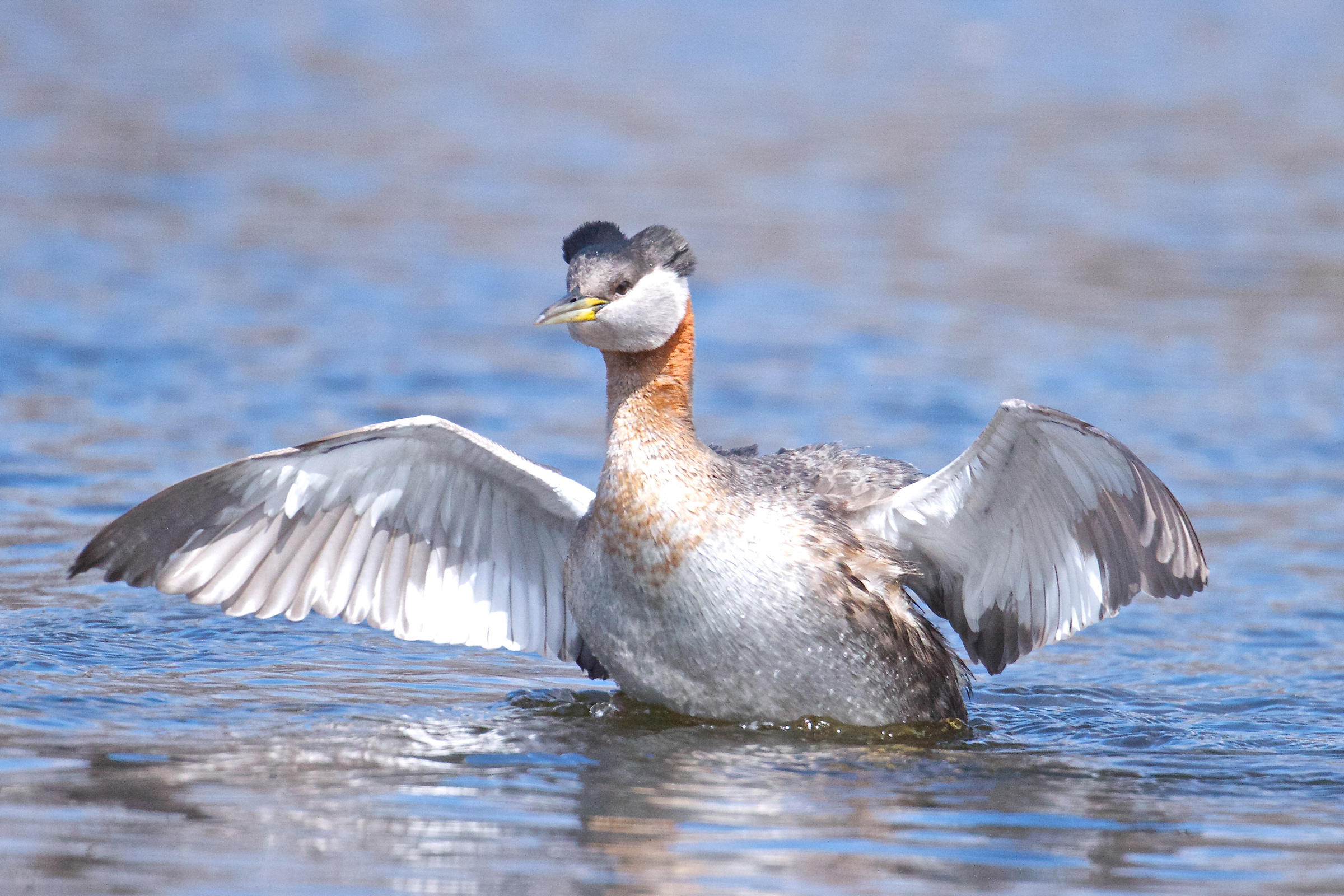 Red-necked Grebe | Audubon Field Guide