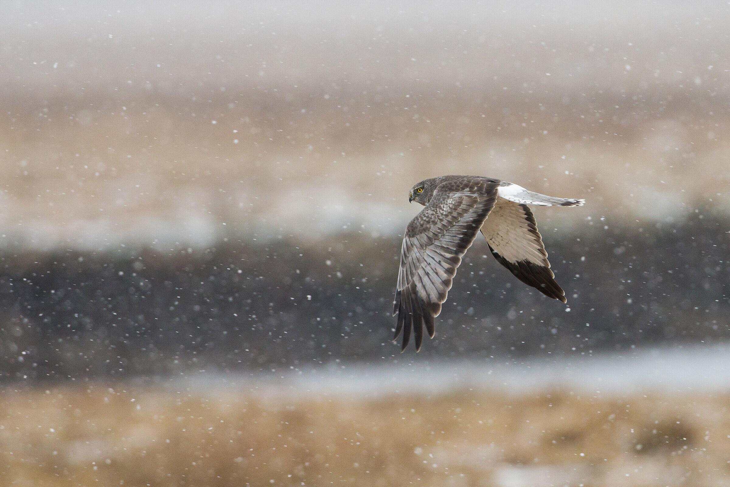 Gavilán Rastrero | Guía de Aves