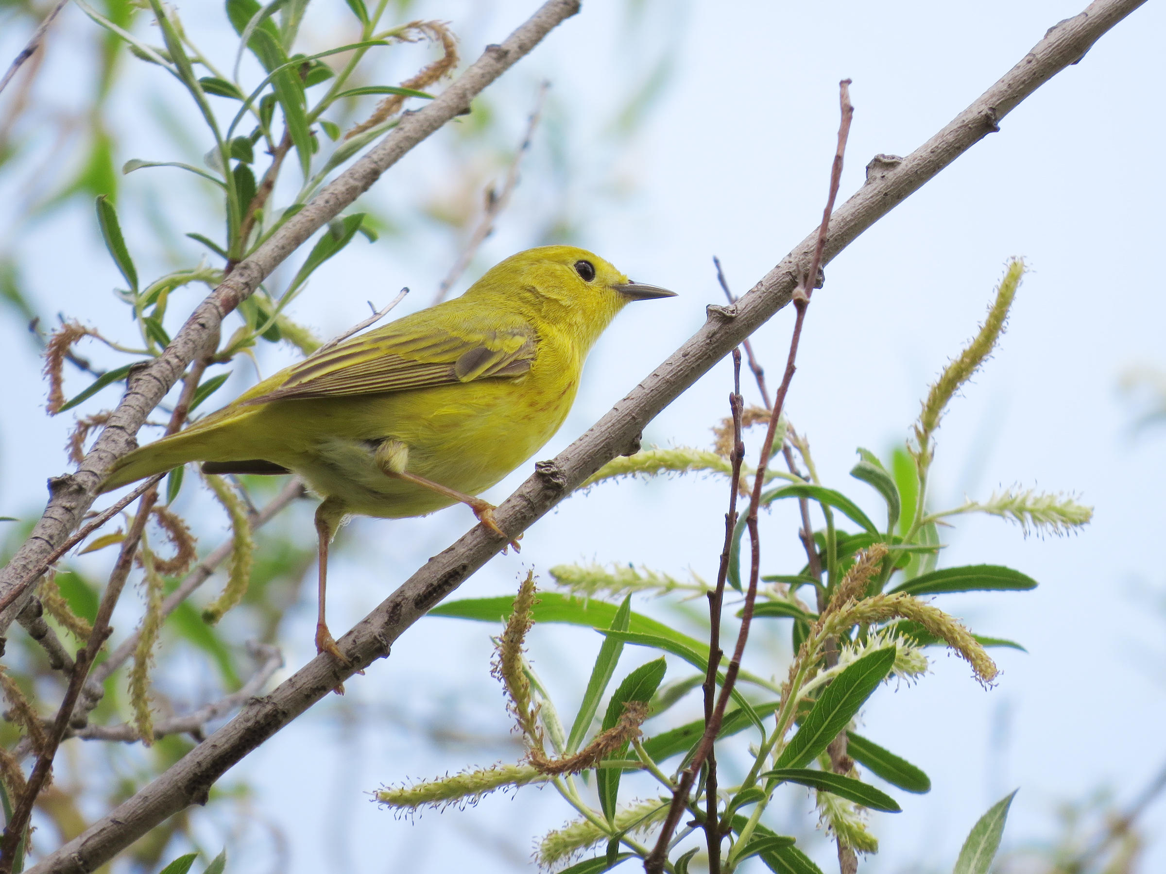 Yellow Warbler Audubon Field Guide